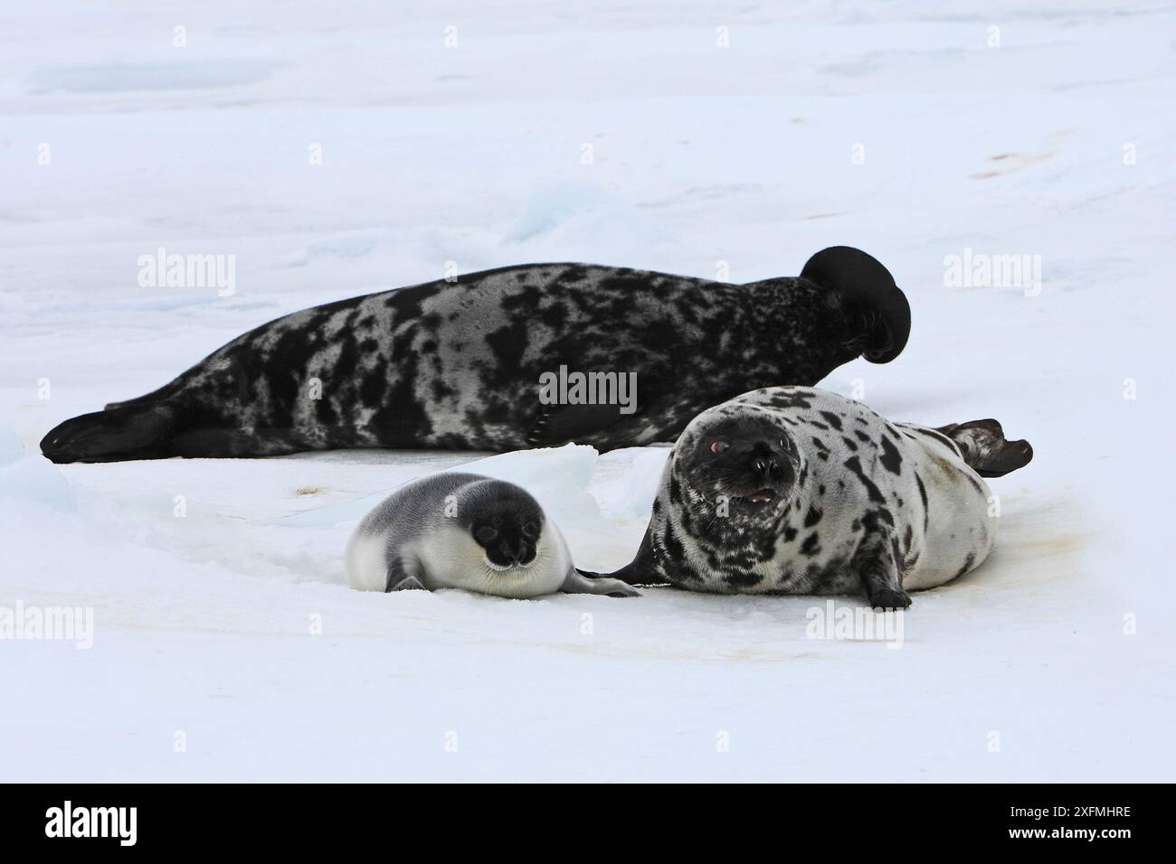 Hooded Seal (Cystophora cristata), female and pup age four days with ...