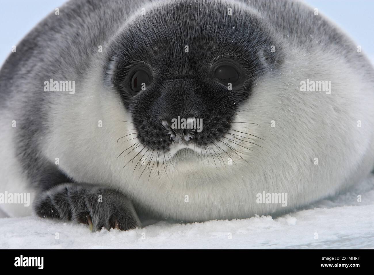 Hooded seal (Cystophora cristata), pup age four days, Magdalen Islands ...