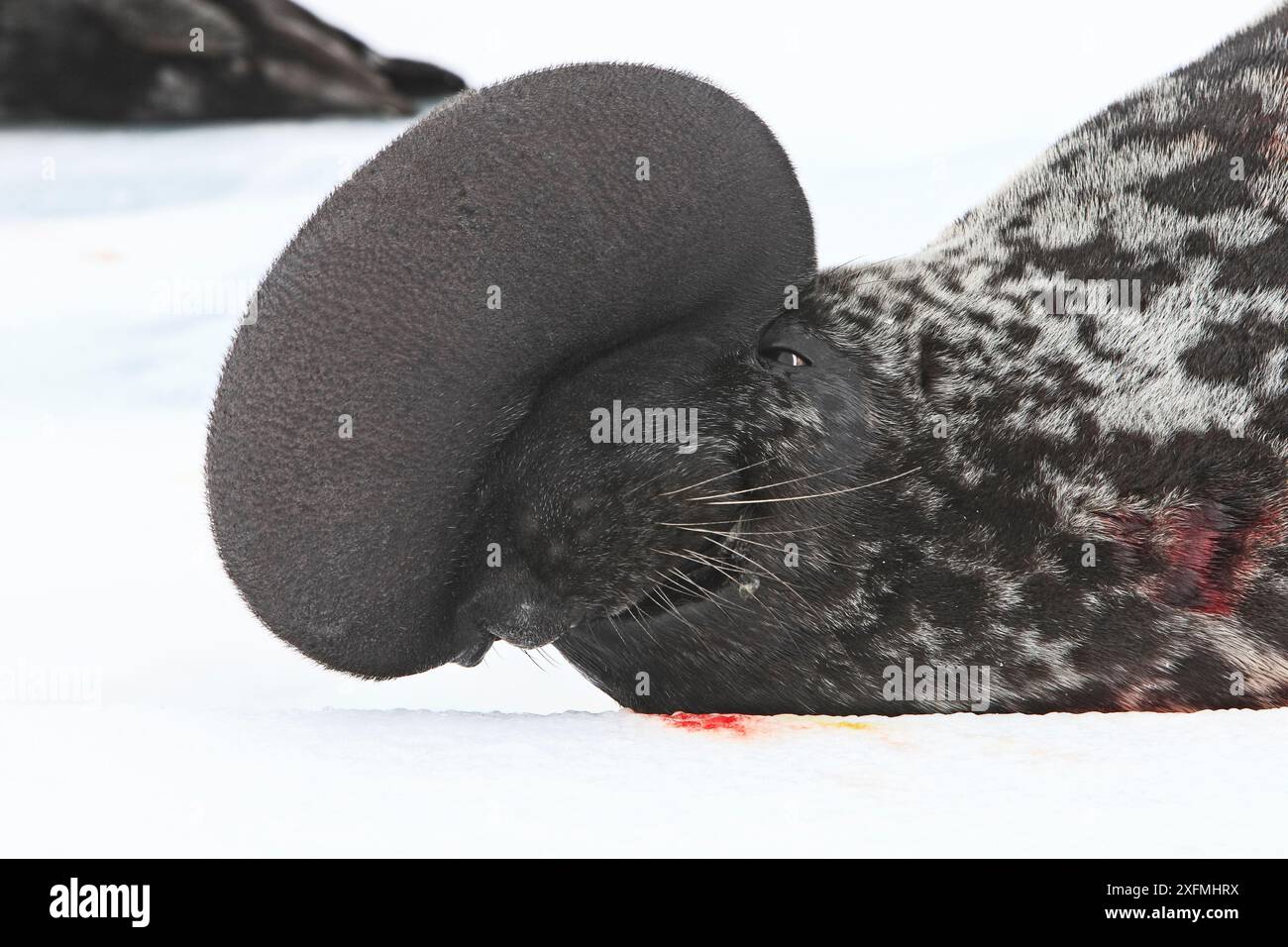 Hooded seal (Cystophora cristata), with inflated nasal sac during ...