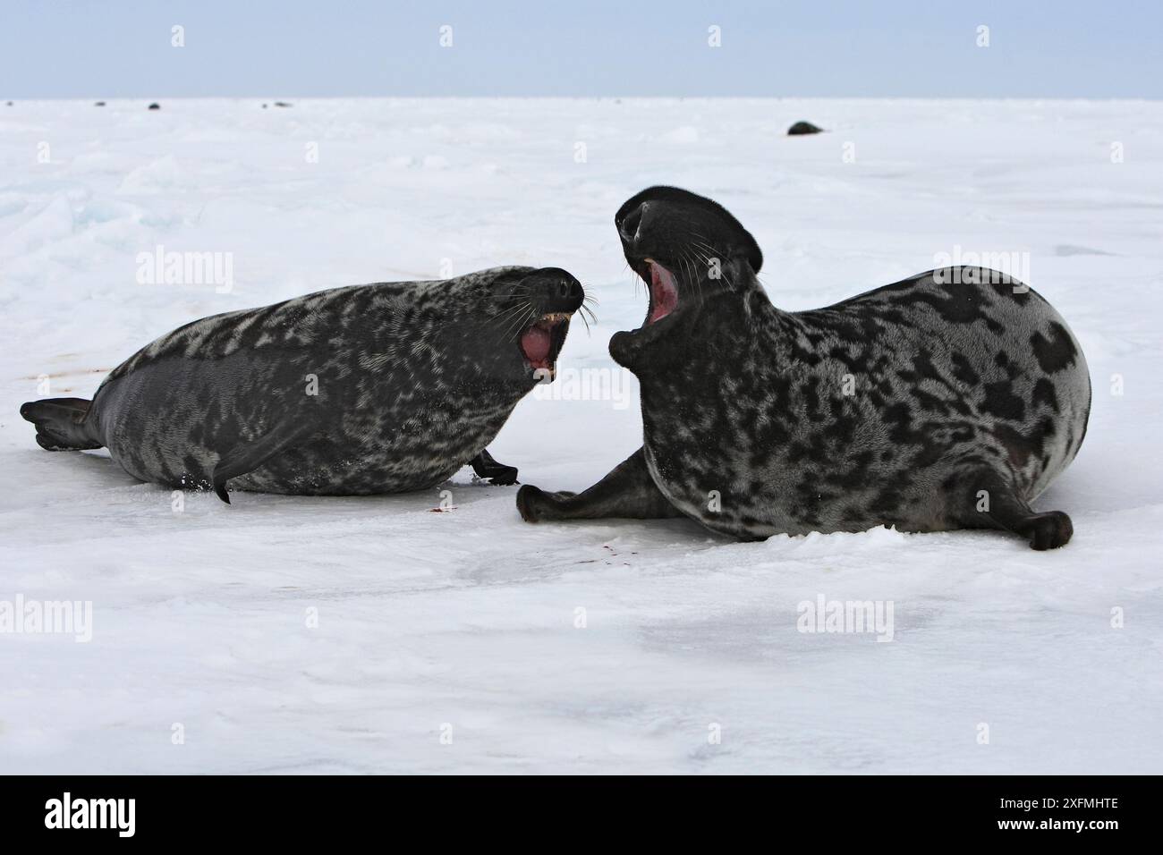 Hooded Seal (Cystophora cristata) female chasing off a male, Magdalen ...