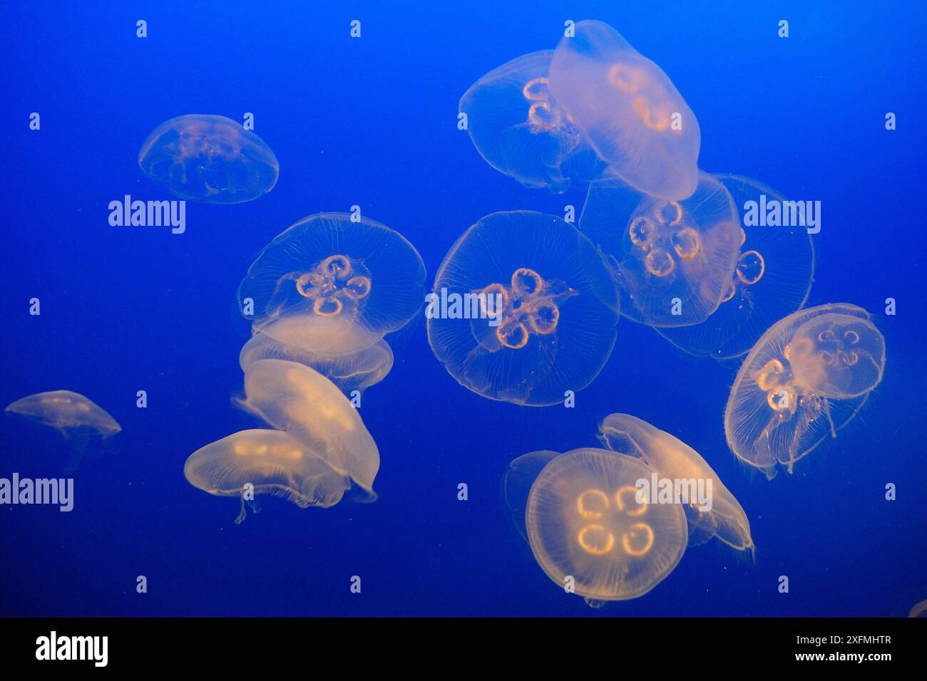 Moon jellyfish aurelia aurita in hi-res stock photography and images ...