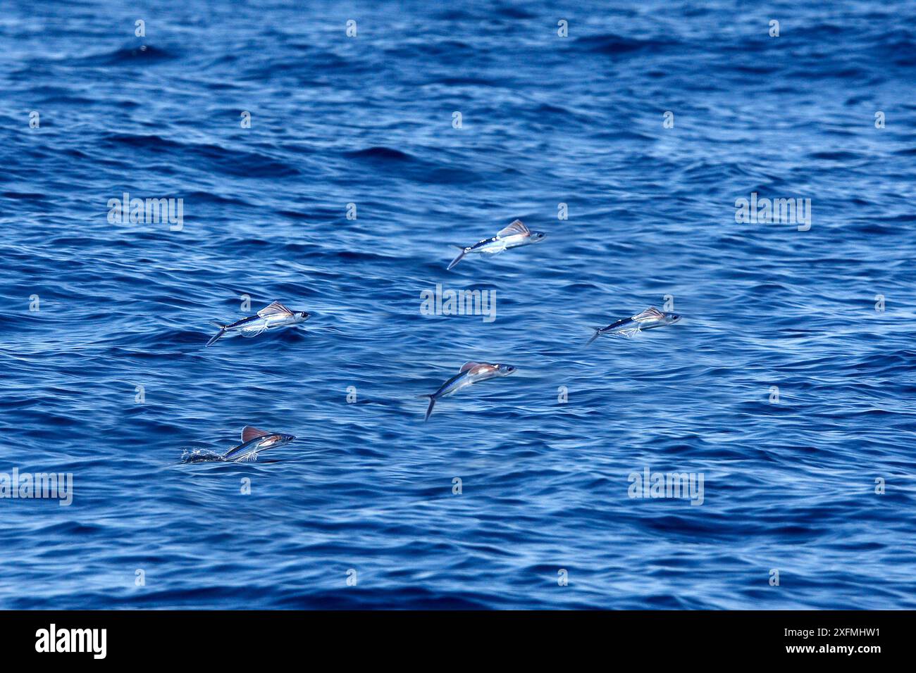 Tropical two-wing flyingfish (Exocoetus volitans) Strait of Gibraltar ...