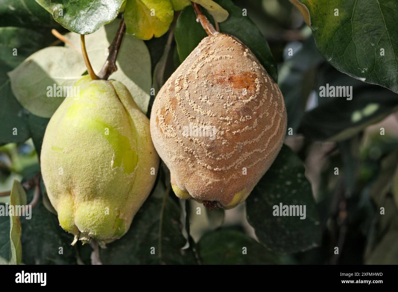 Rotting Quince fruit (Cydonia oblonga) caused by fungi (Monilia ...