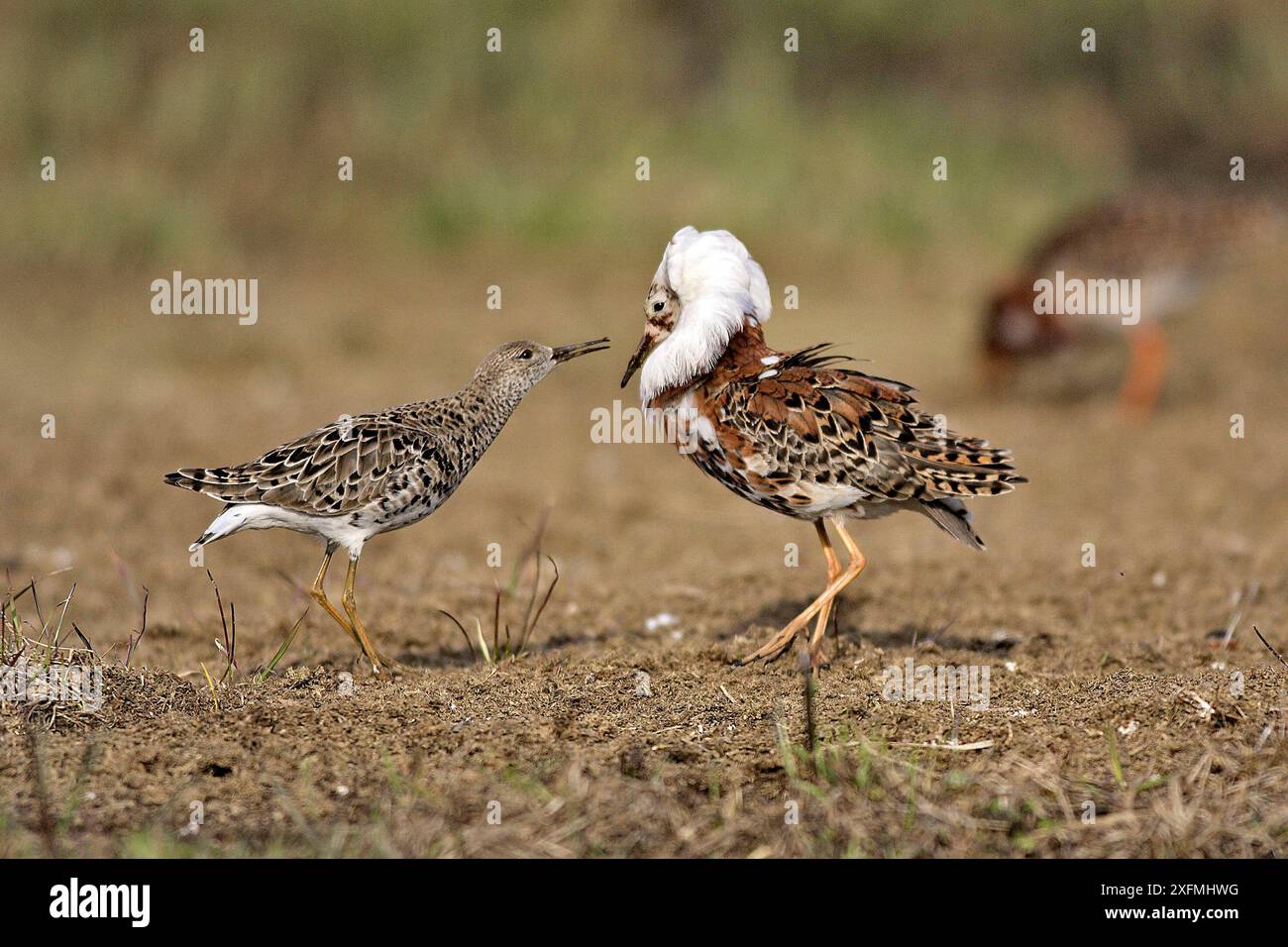 Male and female ruff bird hi-res stock photography and images - Alamy