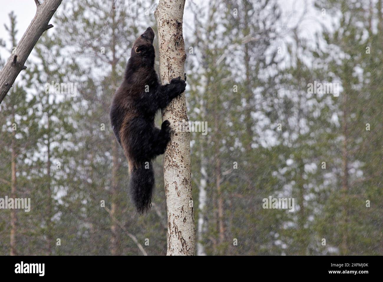 Wolverine (Gulo gulo), climbing a tree, Kuhmo, Finland Stock Photo - Alamy