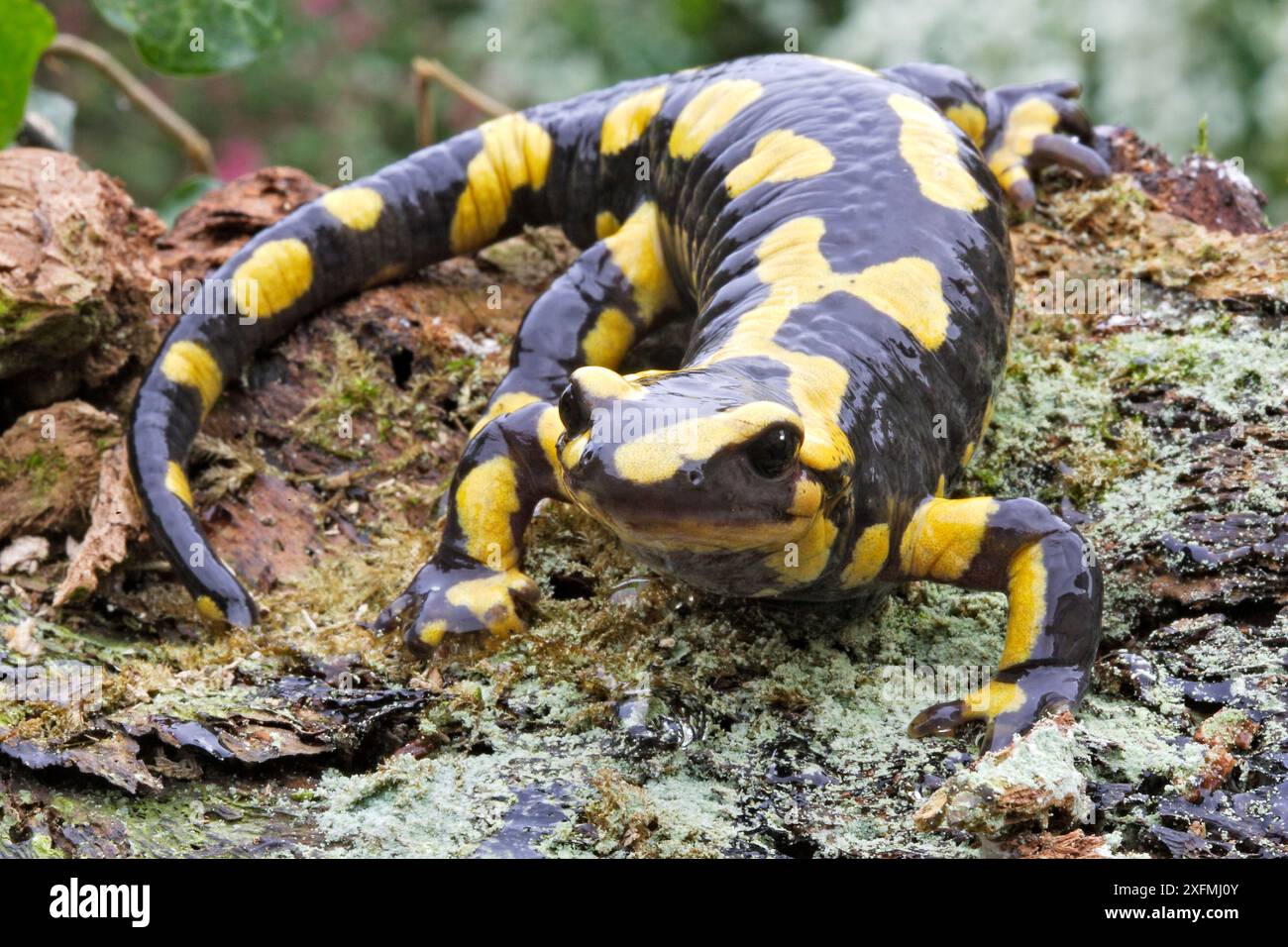 Barred fire salamander (Salamandra salamandra terrestris), on ground ...