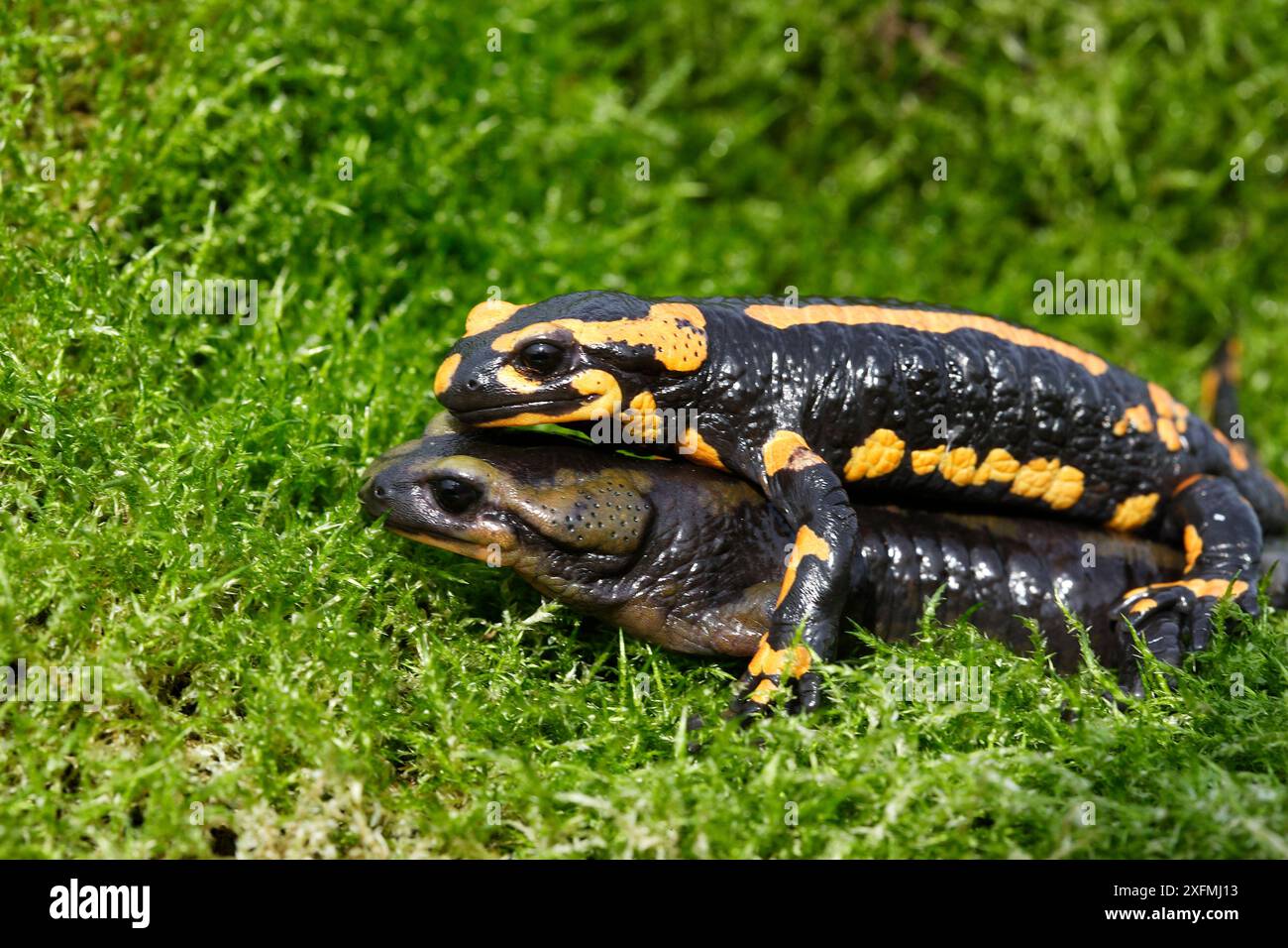 Barred fire salamander (Salamandra salamandra terrestris), pair mating ...