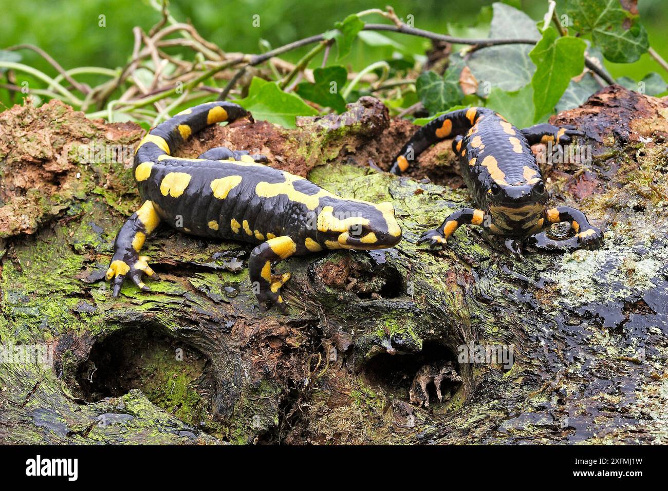 Barred fire salamander (Salamandra salamandra terrestris), two animals ...