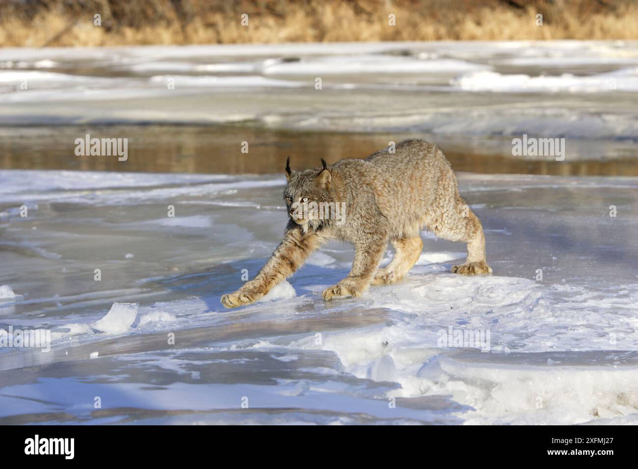 Canadian lynx (Lynx canadensis);walking on frozen river, captive, USA ...