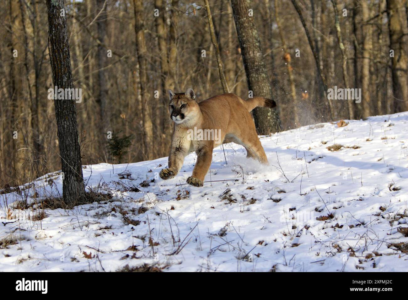 Puma or Mountain lion (Puma concolor), running in snow, captive, USA ...