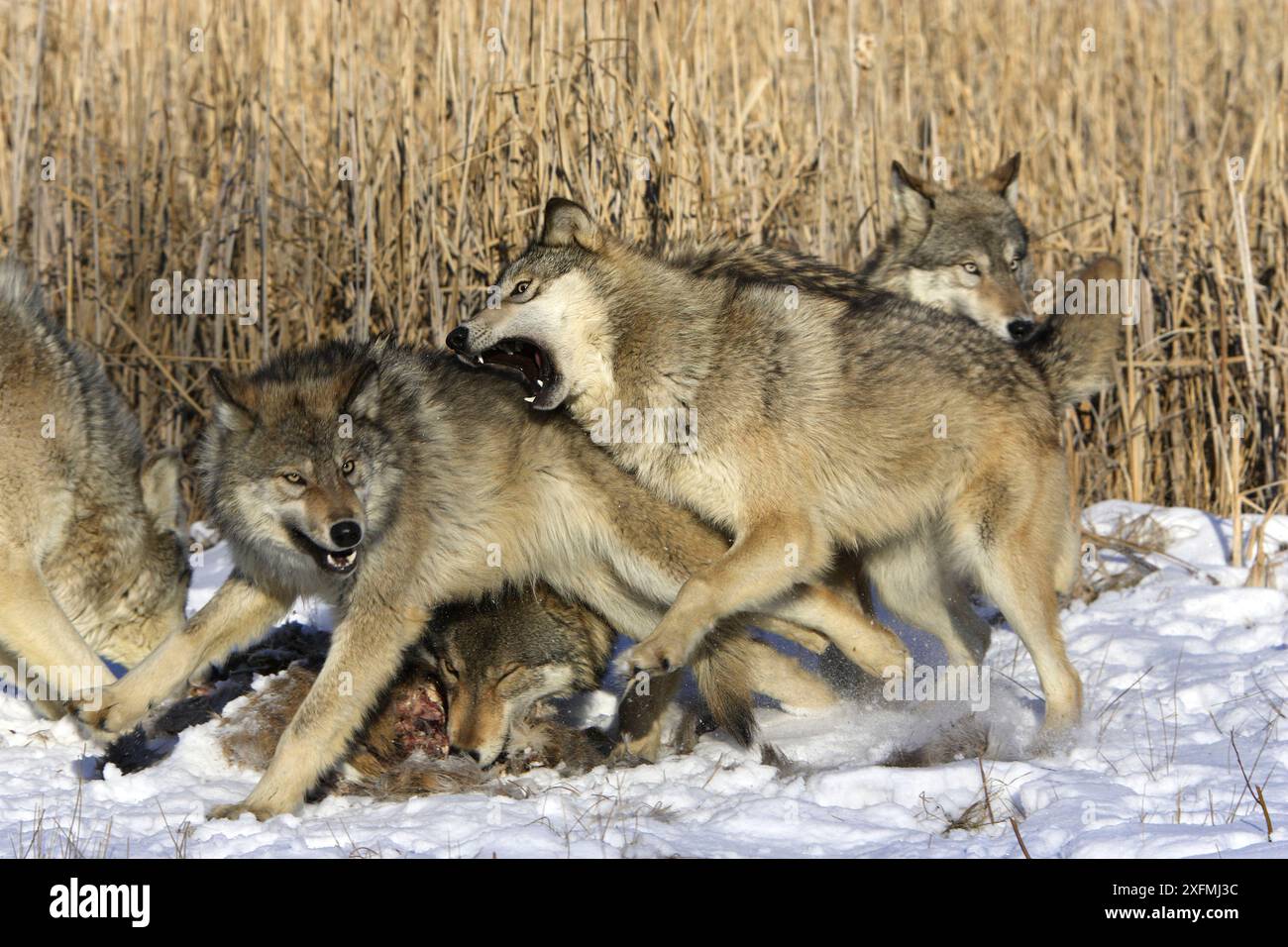 Grey Wolf (Canis lupus), snarling protectively over carcass,captive ...