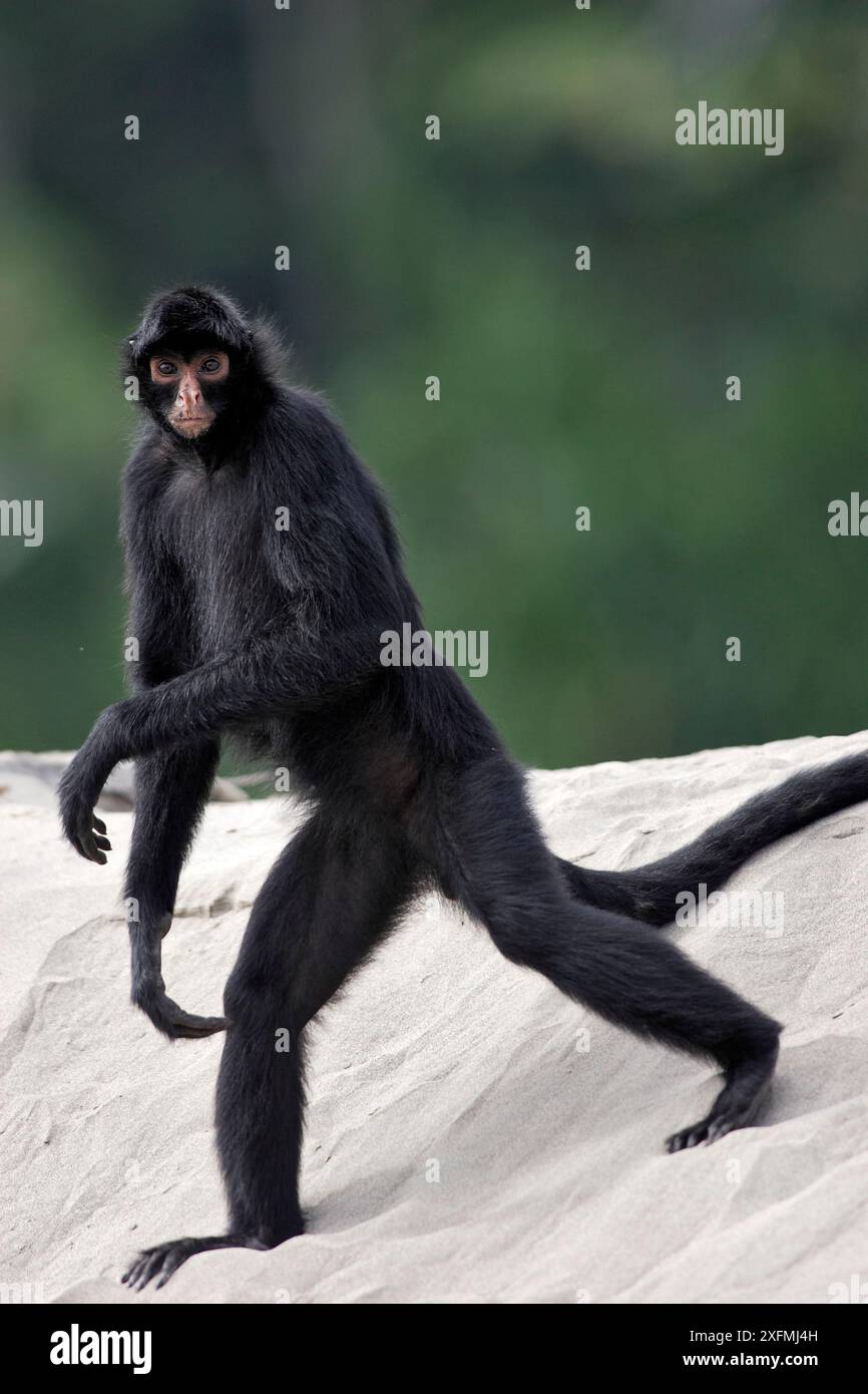 Black spider monkey (Ateles fusciceps) walking, Sandoval Lake, Peru ...