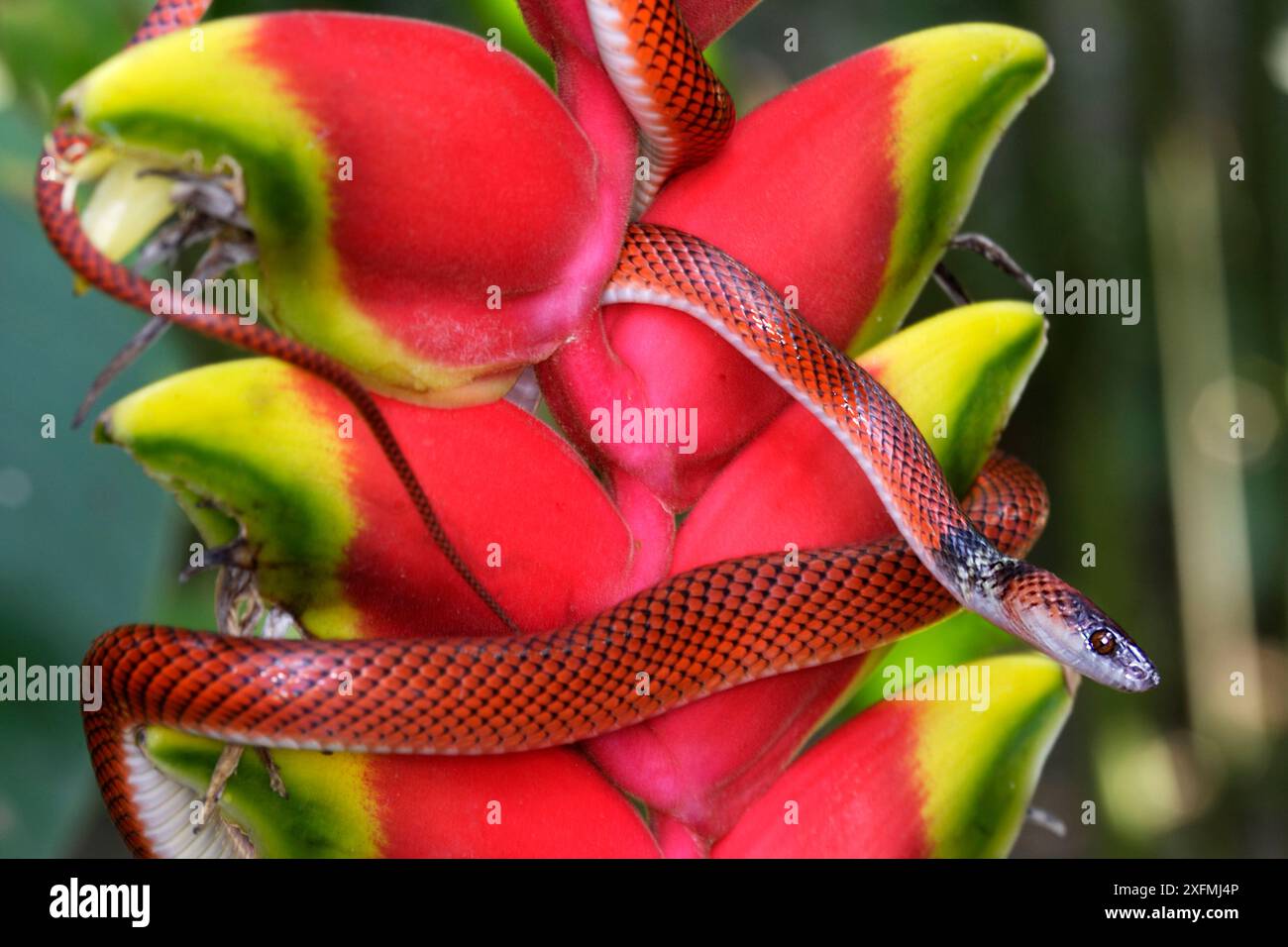 Black-collared snake (Drepanoides anomalus) on Heliconia rostrata ...