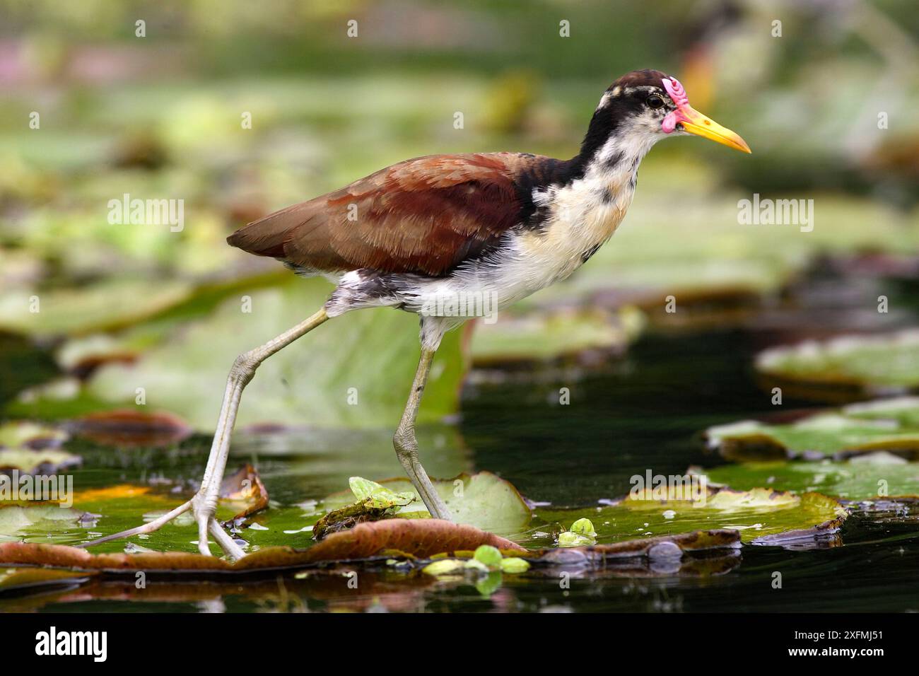 Wattled jacana (Jacana jacana) juvenile, Sandoval Lake, Peru Stock ...