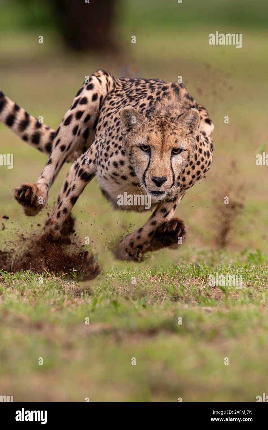 Cheetah running at speed Stock Photo - Alamy