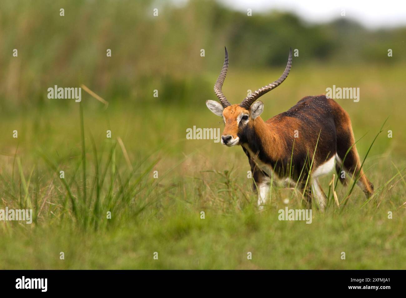 Black lechwe (Kobus leche smithemani), male, Bangweulu Marshes, Zambia ...