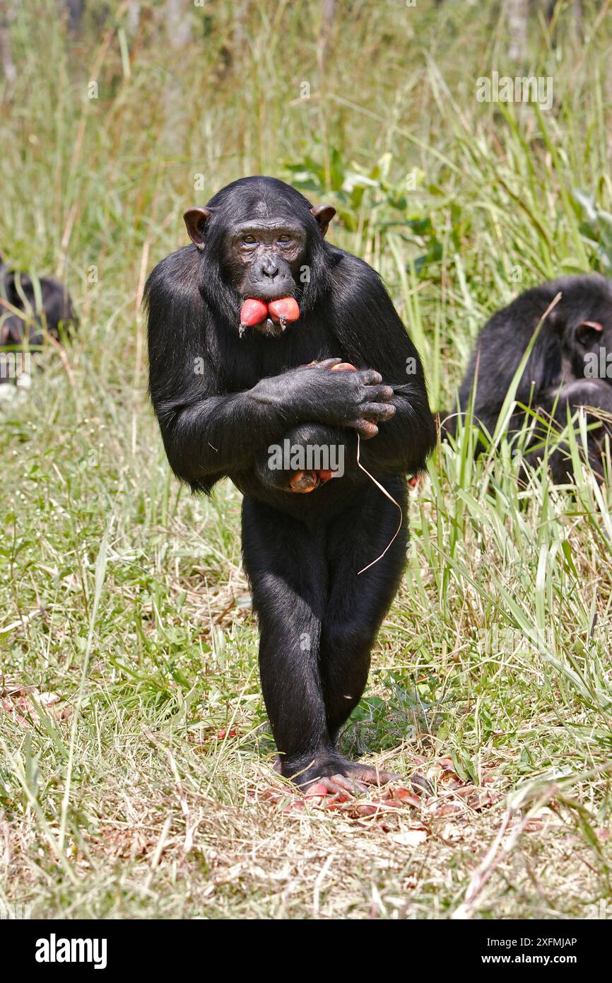 Chimpanzee (Pan troglodytes), adult carrying fruit in arms and mouth ...