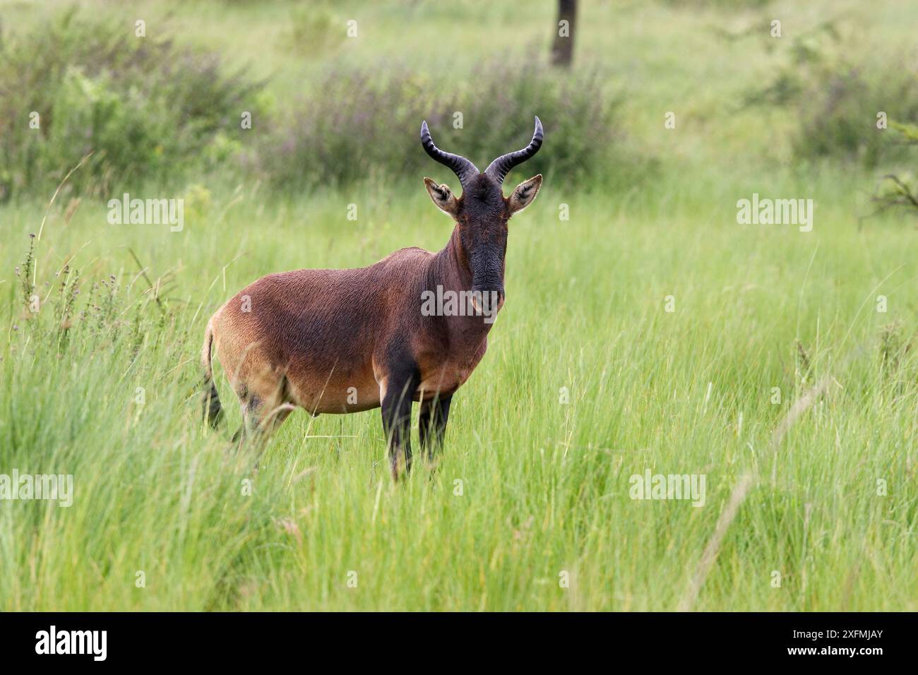 Buselaphus swaynei hi-res stock photography and images - Alamy