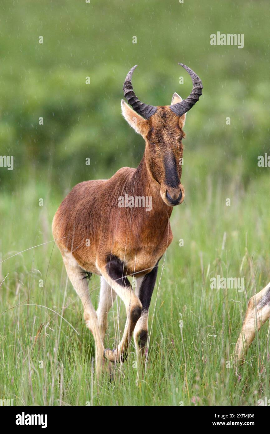 Swayne's hartebeest (Alcephalus busephalus swaynei), Senkelle Swayne's ...