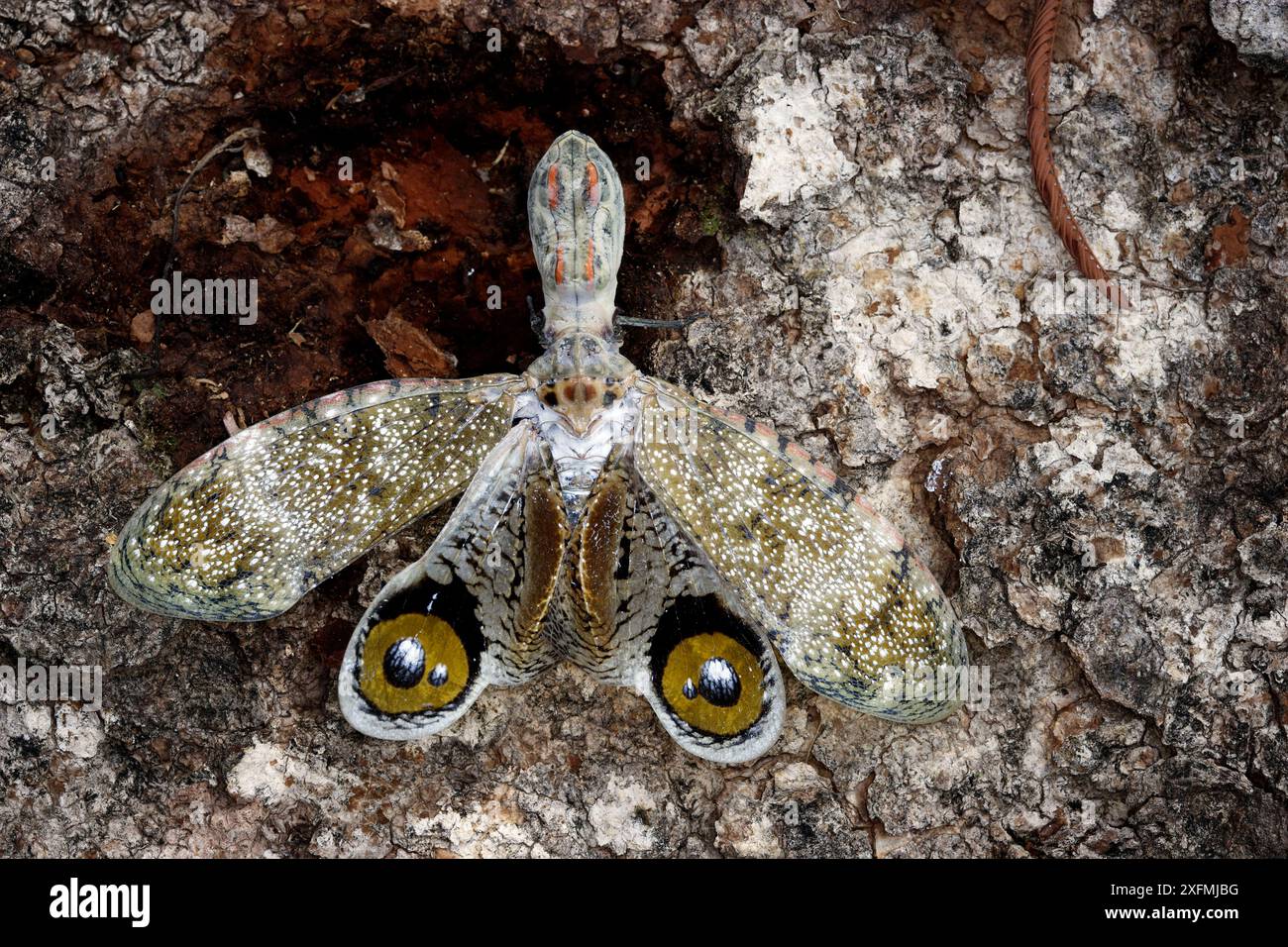 Lanternfly (Fulgoridae) showing eye spots, Peru / Bolivia, South ...