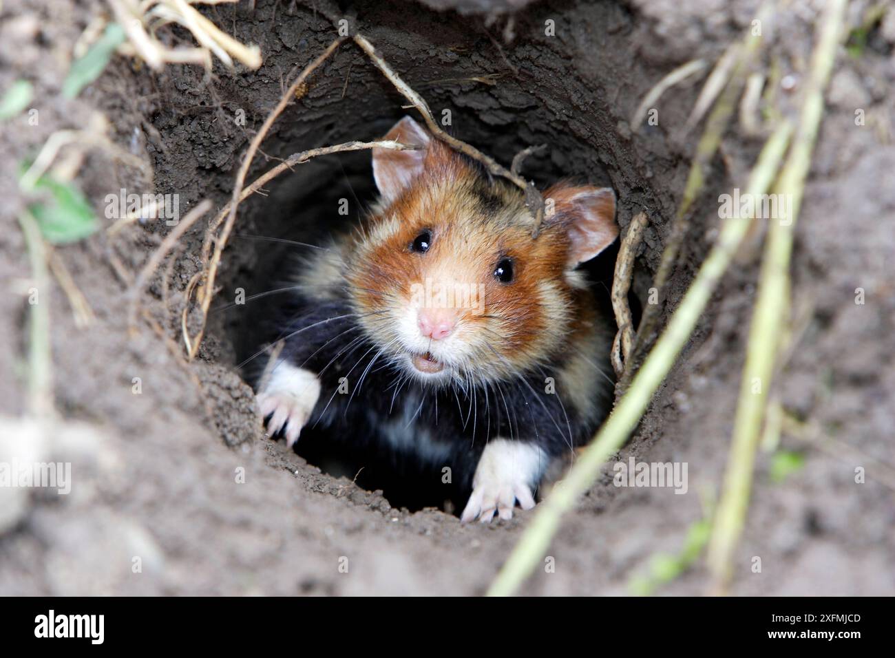 Common hamster (Cricetus cricetus), coming out from the burrow, Alsace ...