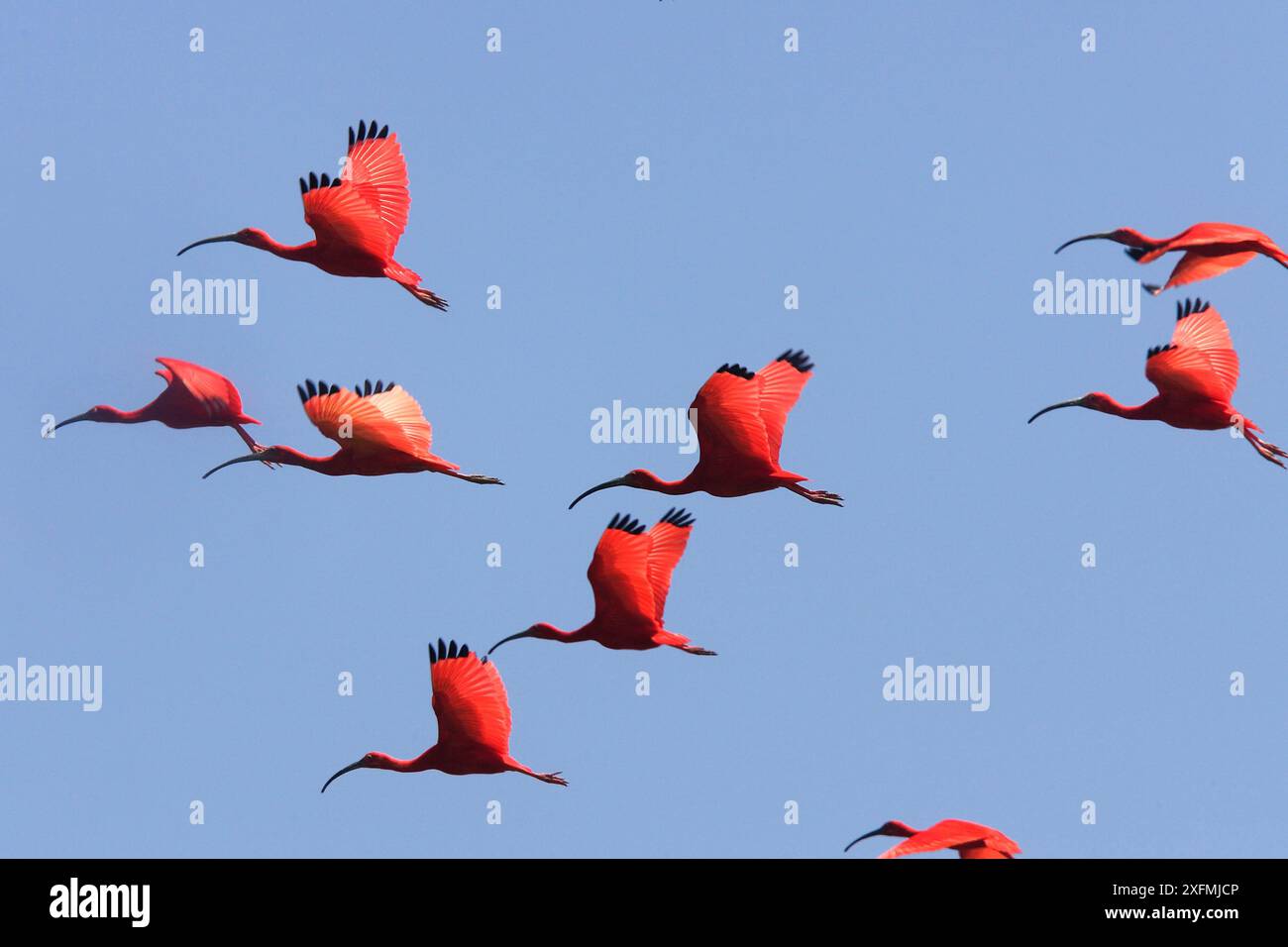 Scarlet ibis eudocimus ruber group hi-res stock photography and images ...