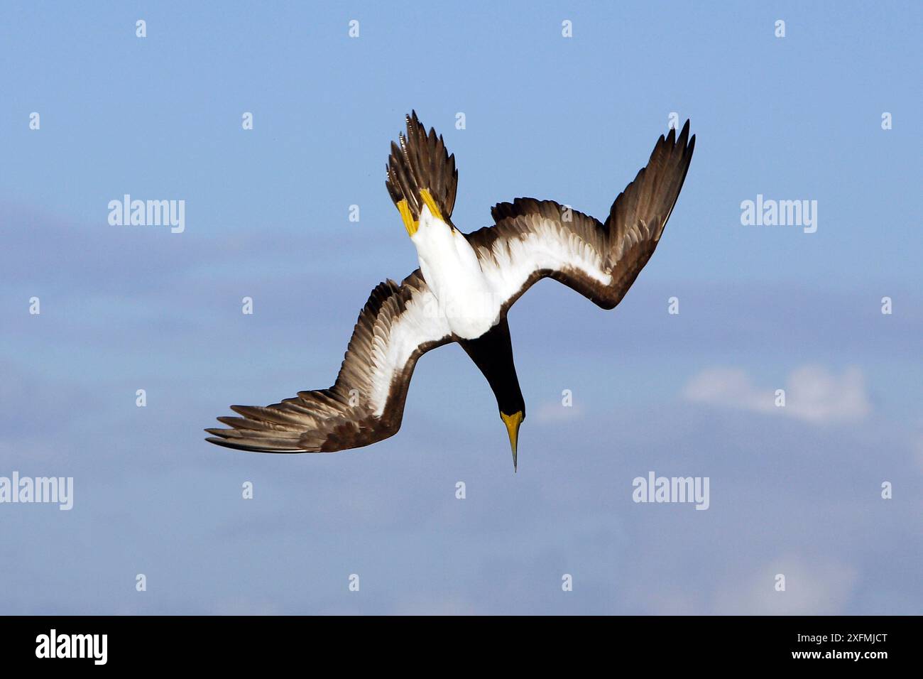 Brown booby (Sula leucogaster), adult diving on fish, Los Roques ...