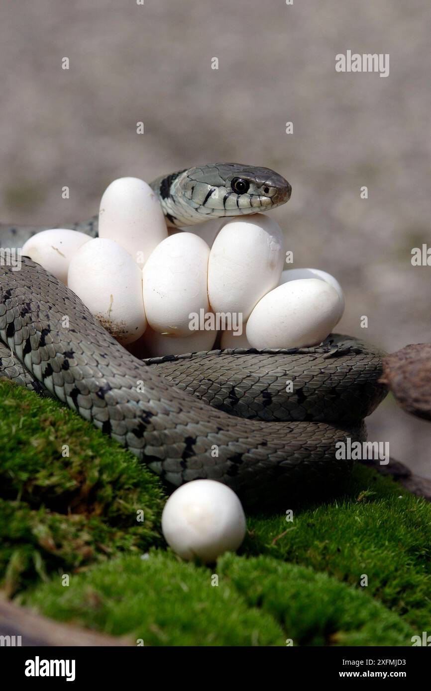 Grass snake(Natrix natrix) coiled round eggs, Alsace, France Stock ...