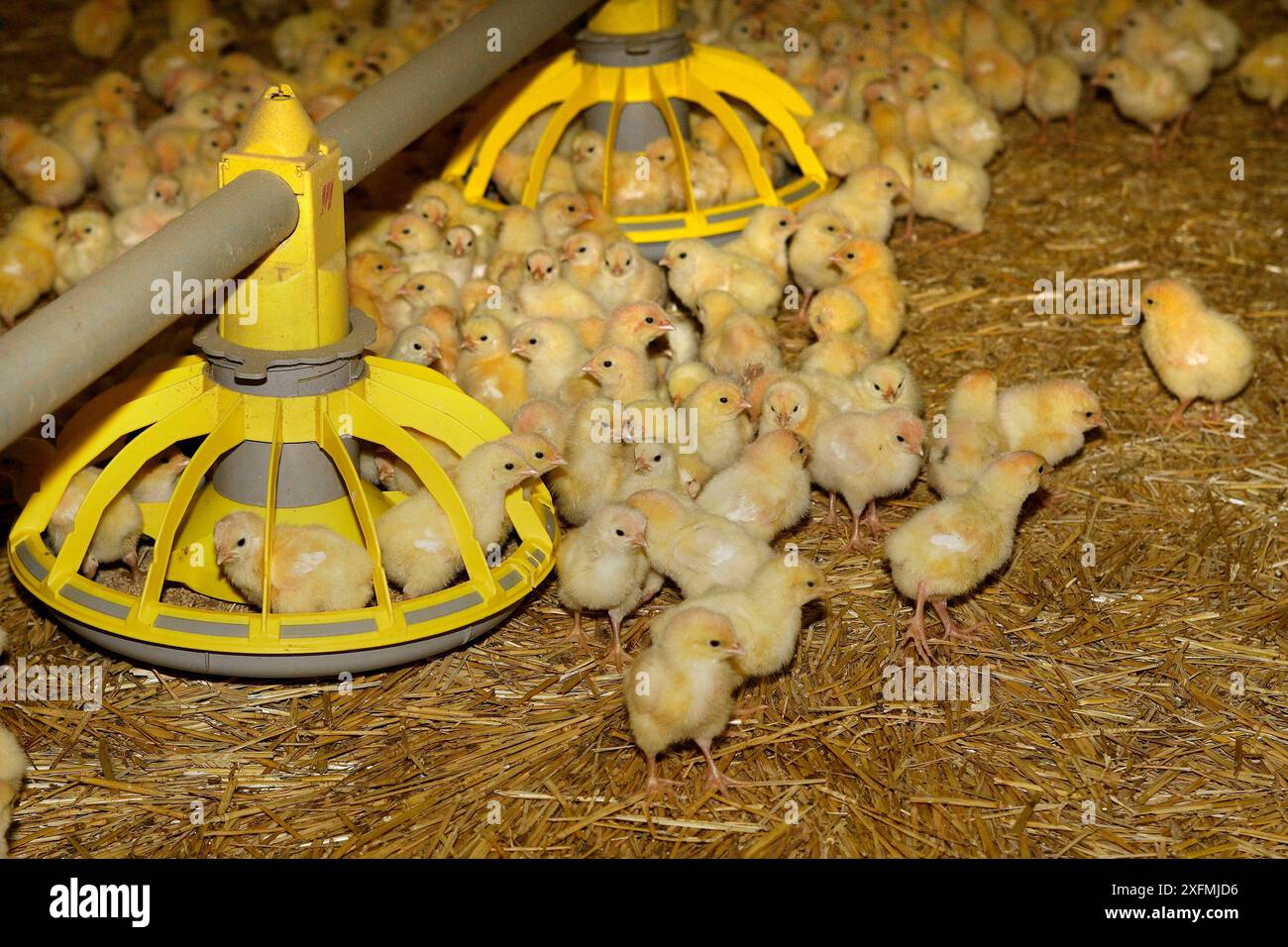 Chicks chicken france hi-res stock photography and images - Alamy