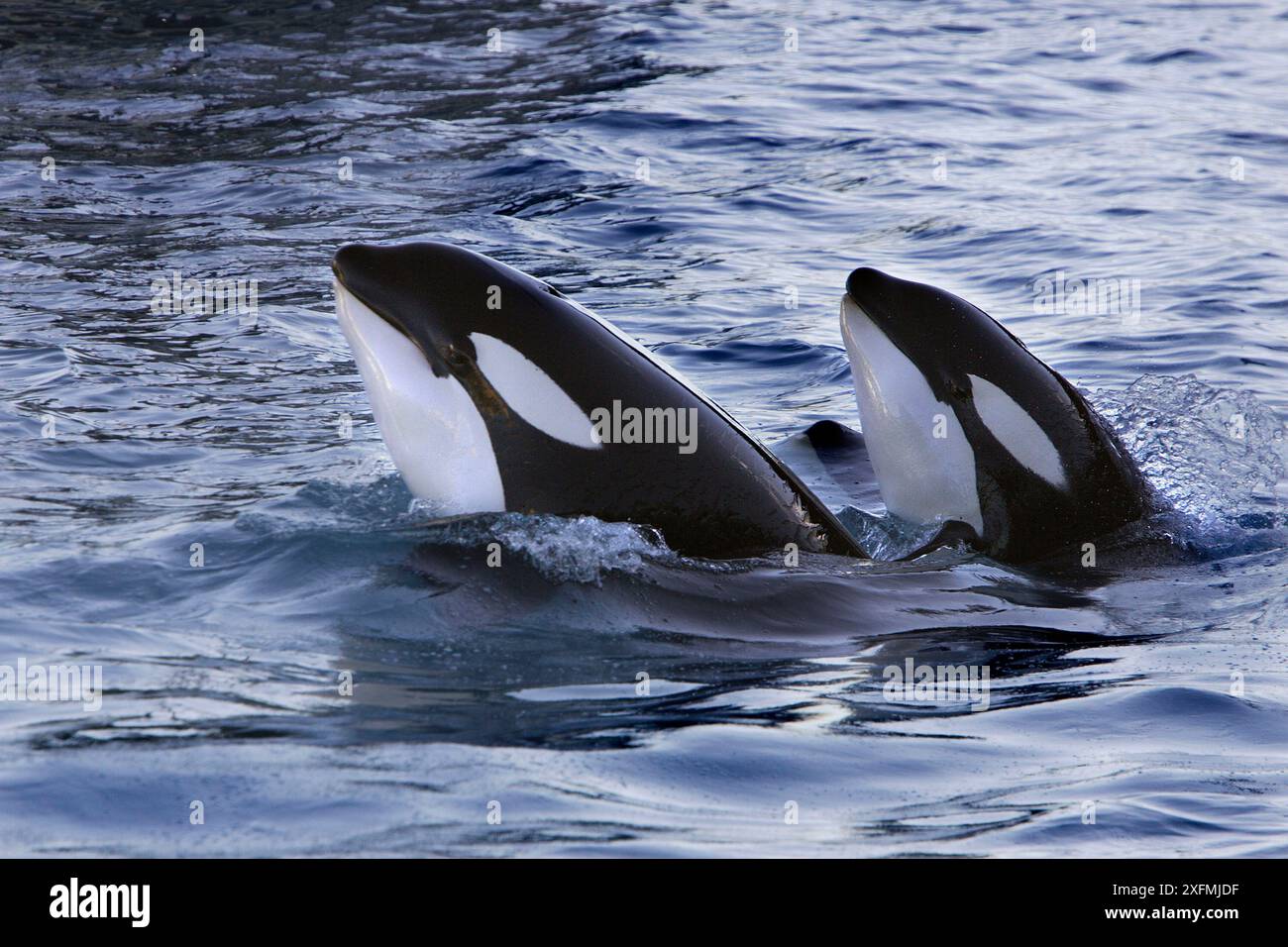 Orca whale killer whale breaches hi-res stock photography and images ...
