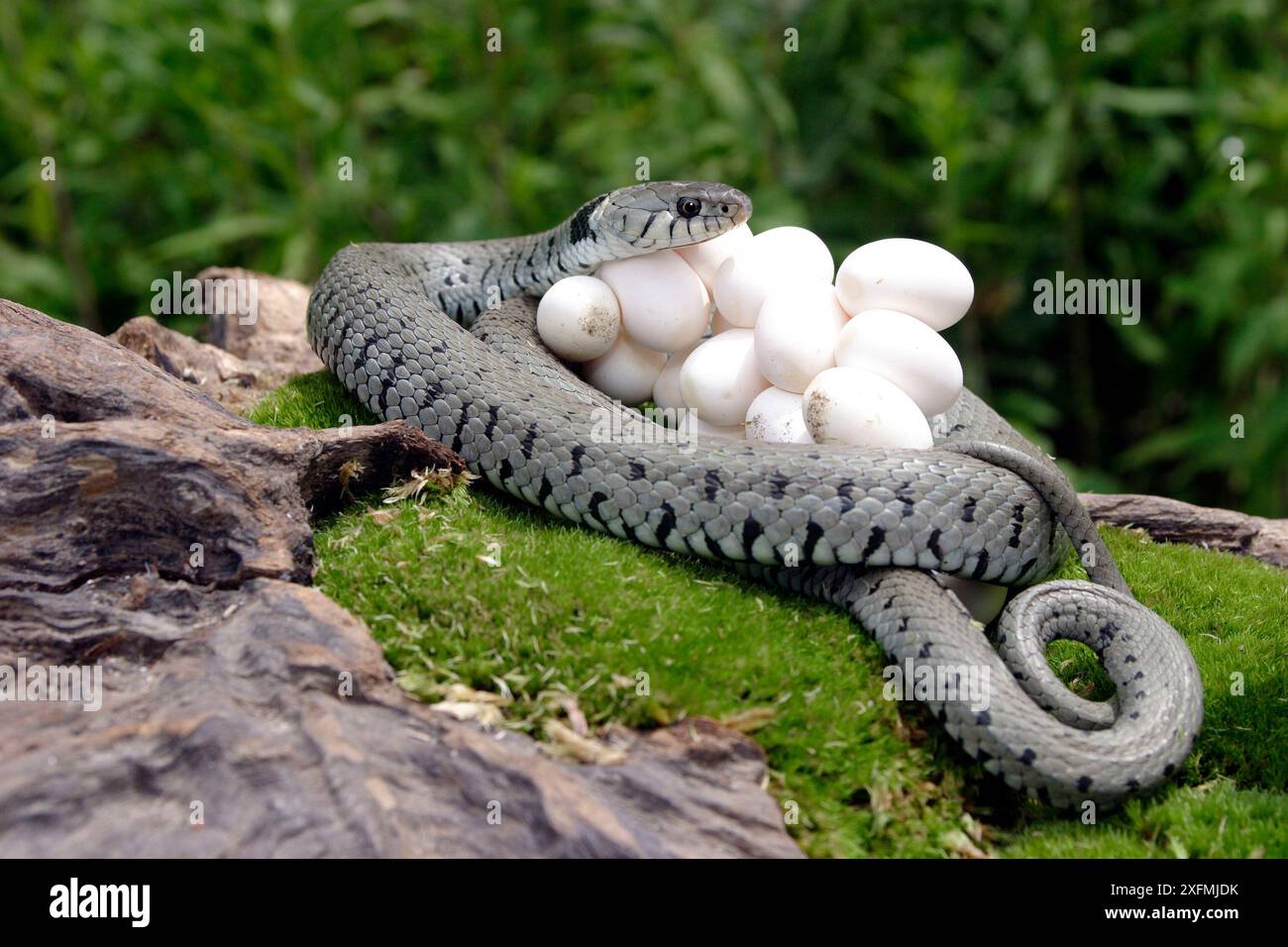 Grass snake(Natrix natrix) coiled round eggs, Alsace, France Stock ...