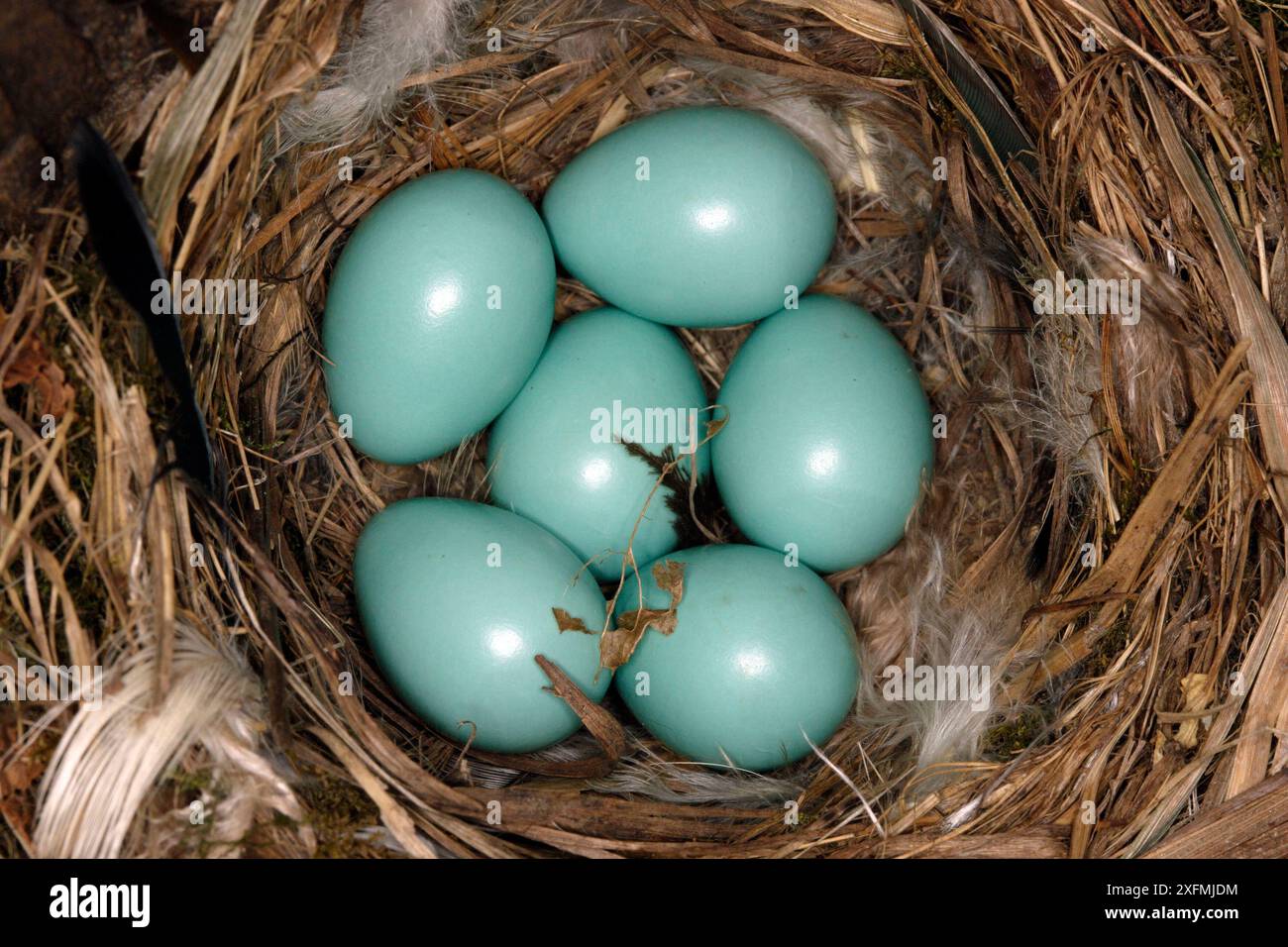 Common redstart (Phoenicurus phoenicurus) nest with six eggs, Alsace ...