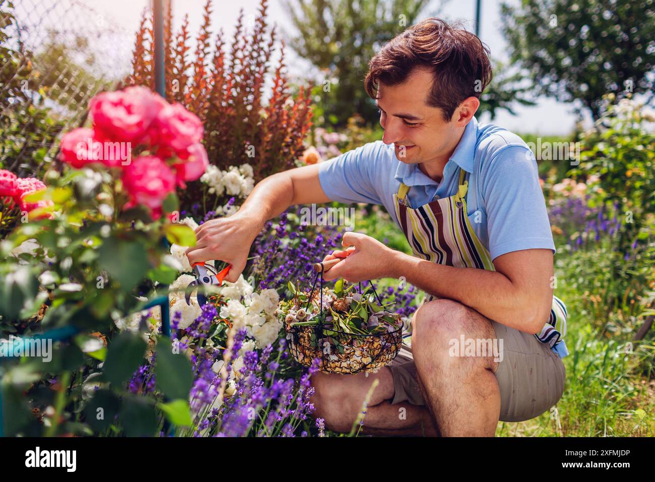 Man deadheading spent rose blooms in summer garden. Gardener cutting ...