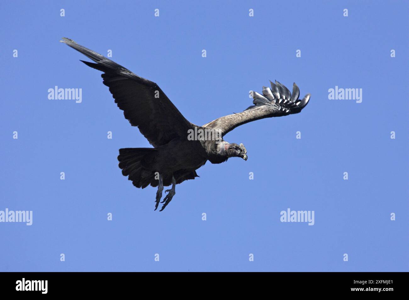 Andean condor (Vultur gryphus), in flight in the Andean Mountains, Pico ...