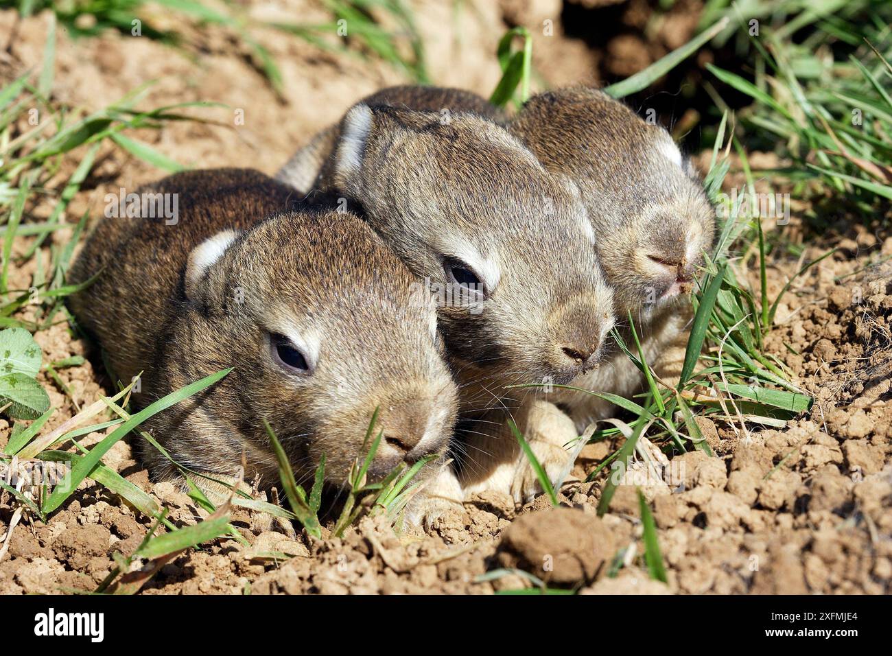 European rabbit (Oryctolagus cuniculus) kits age 12 days, Haute Saone ...