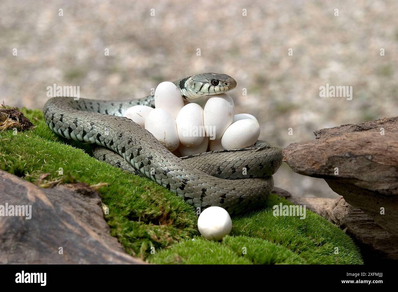 Grass snake (Natrix natrix) coiled round eggs, Alsace, France, July ...