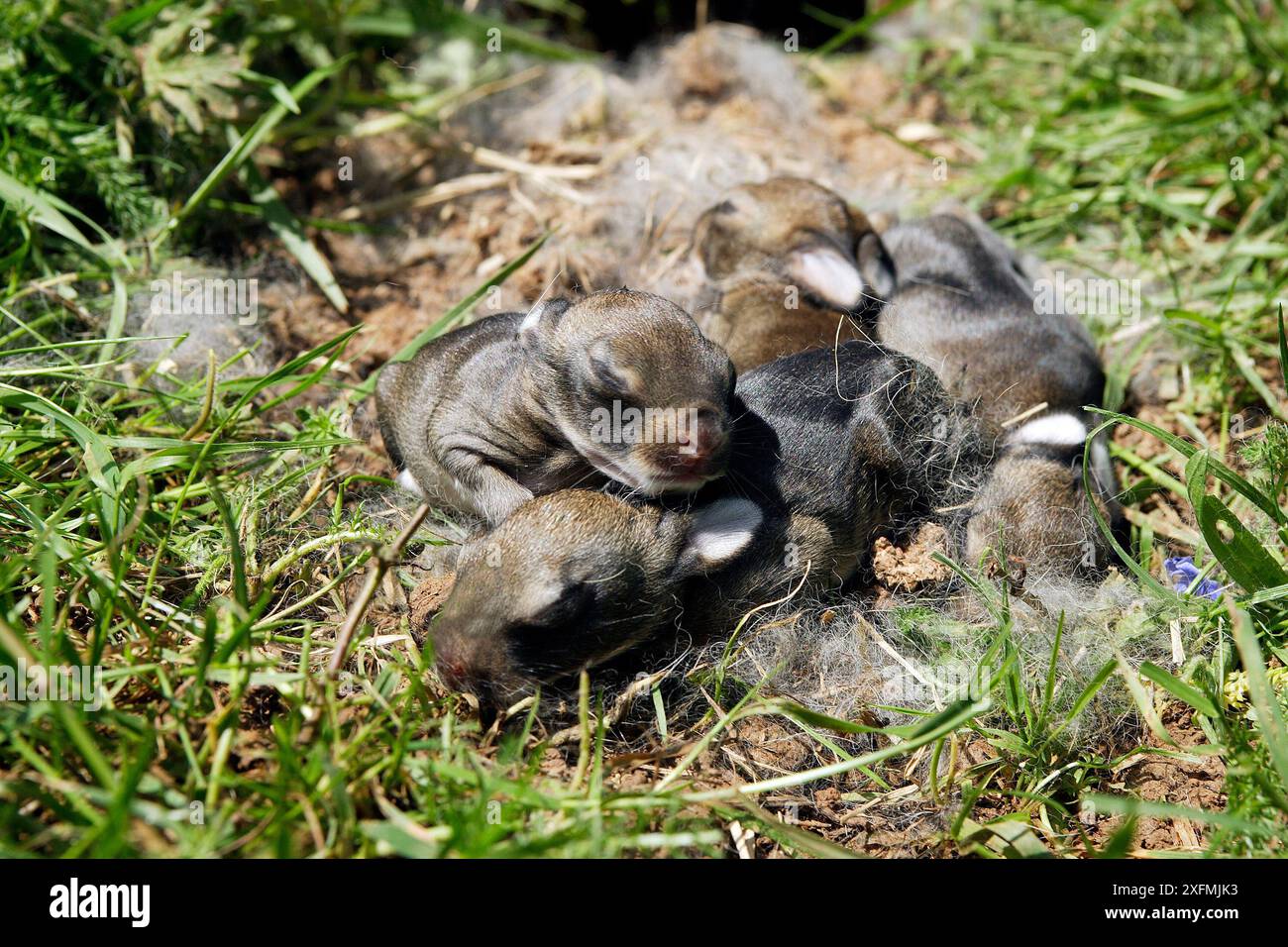 Rabbit kits hi-res stock photography and images - Alamy