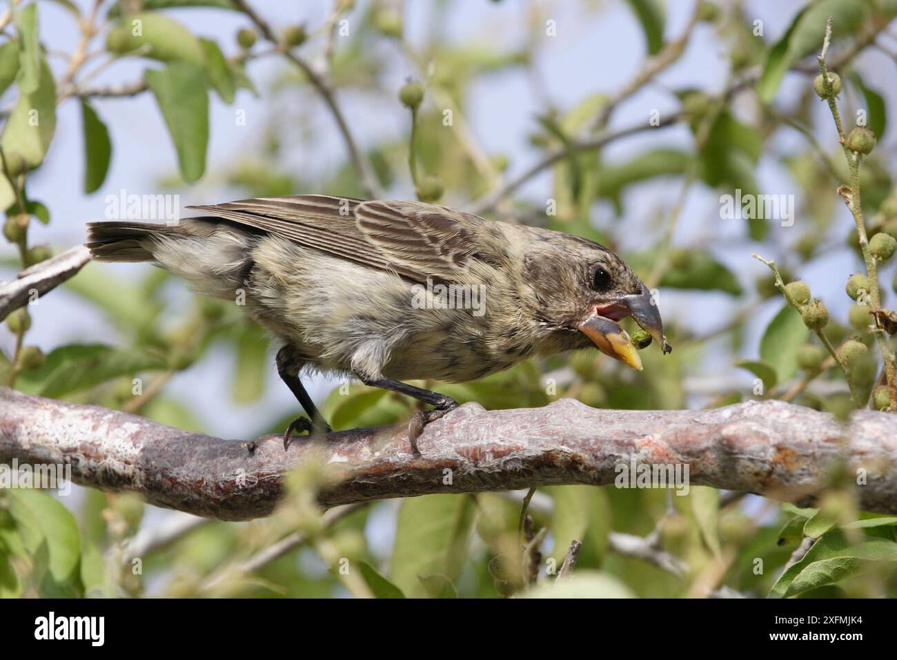 Medium ground finch (Geospiza fortis), female eating seeds, Cerro ...