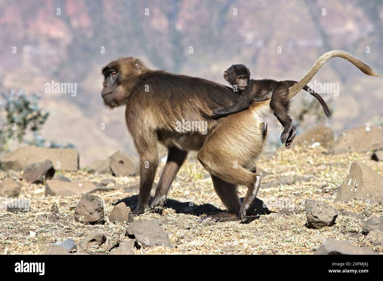 Gelada baboon (Theropithecus gelada), female and infant, Simien ...