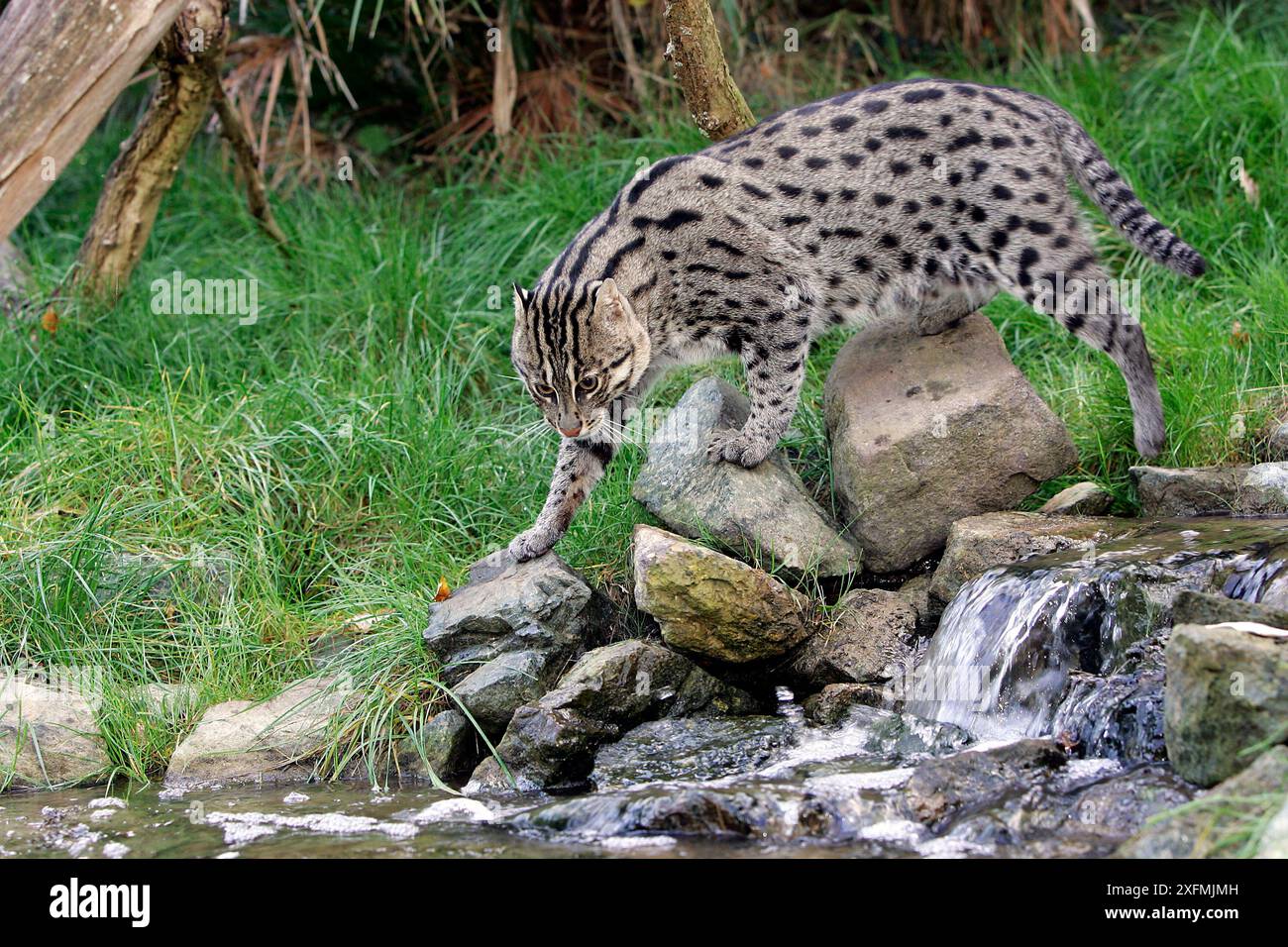 Fishing cat felis viverrina hi-res stock photography and images - Alamy