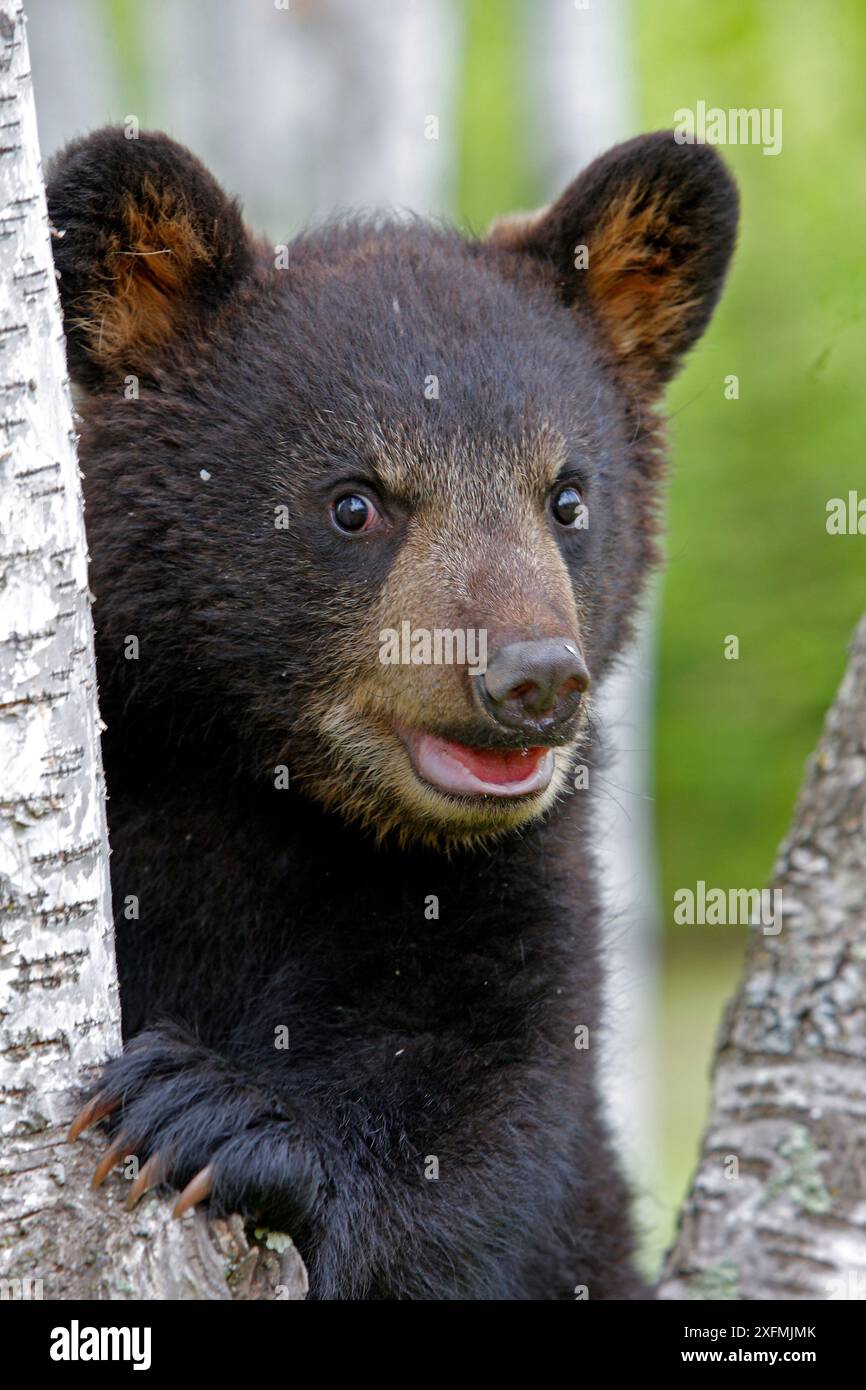 Black bear (Ursus americanus) cub 4 months old, captive, USA Stock ...