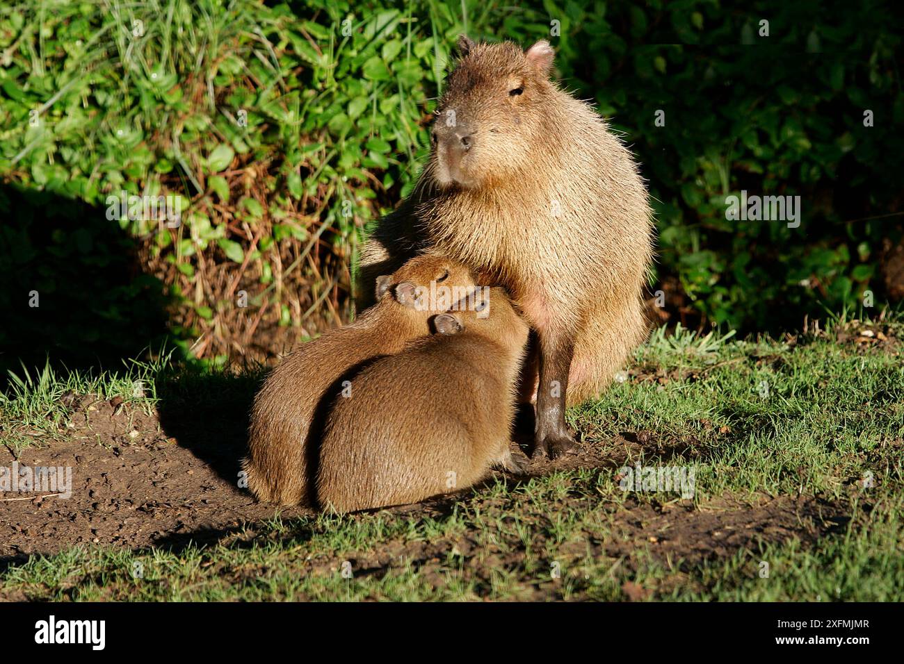 Capybara (Hydrochaeris hydrochaeris), mother nursing two babies ...
