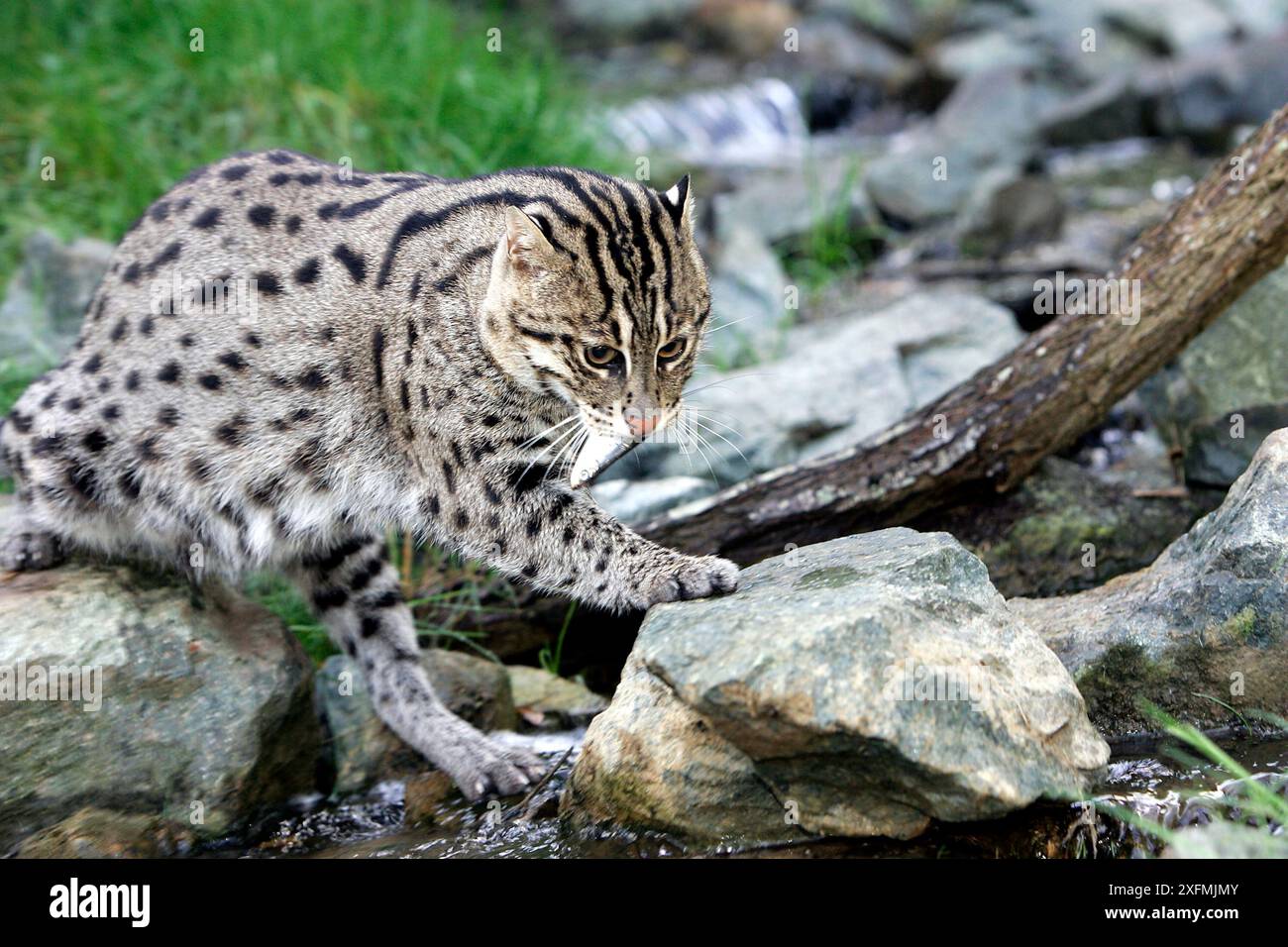 Fishing cat felis viverrina hi-res stock photography and images - Alamy