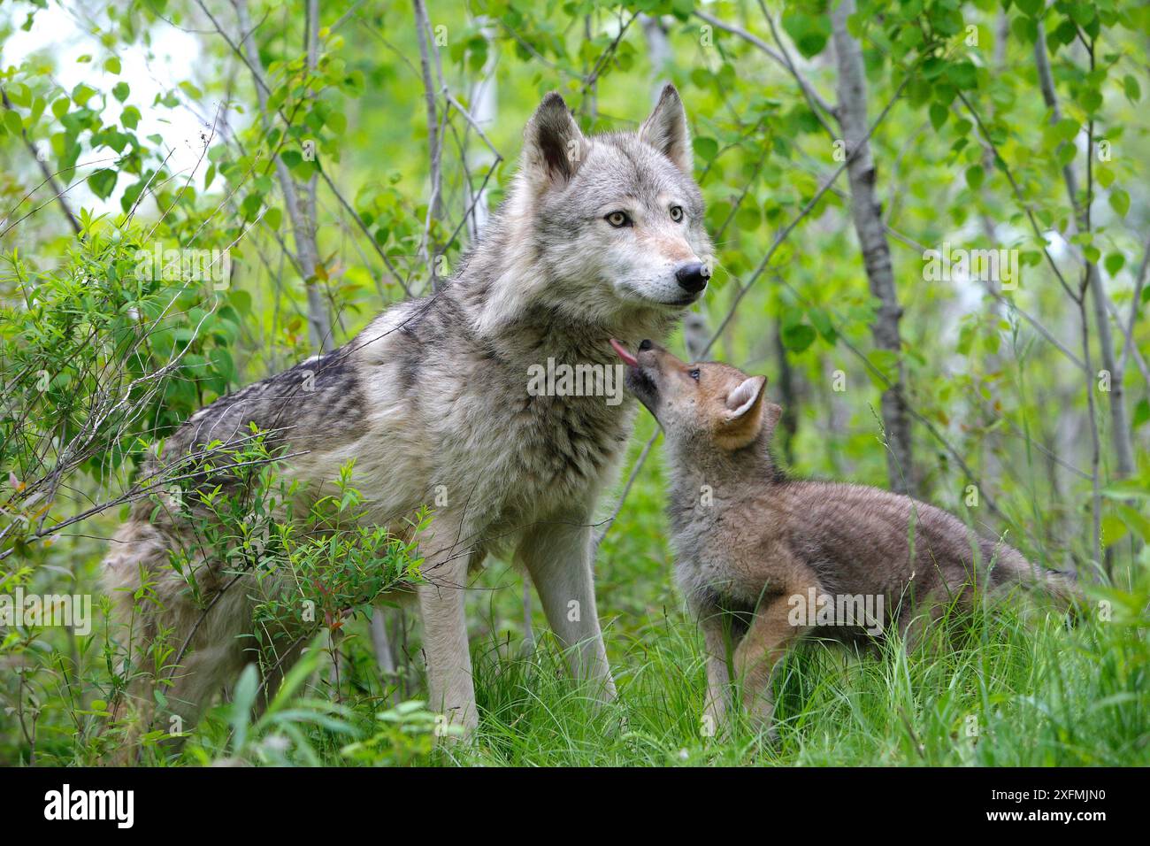 Grey wolf (Canis lupus), adult with cub, captive, USA Stock Photo - Alamy