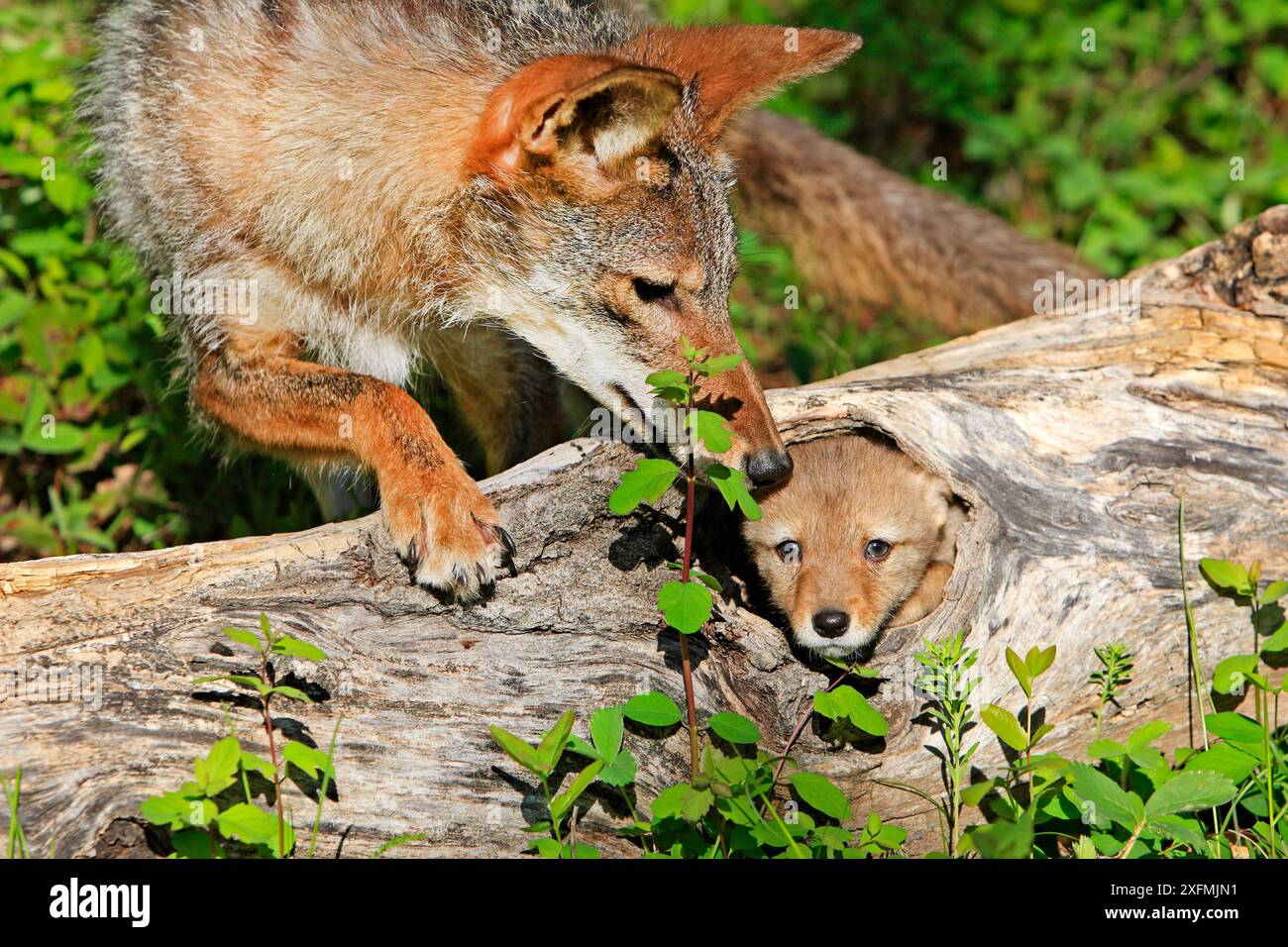 Coyote (Canis latrans) adult with cub age 5 weeks, USA. Captive Stock ...