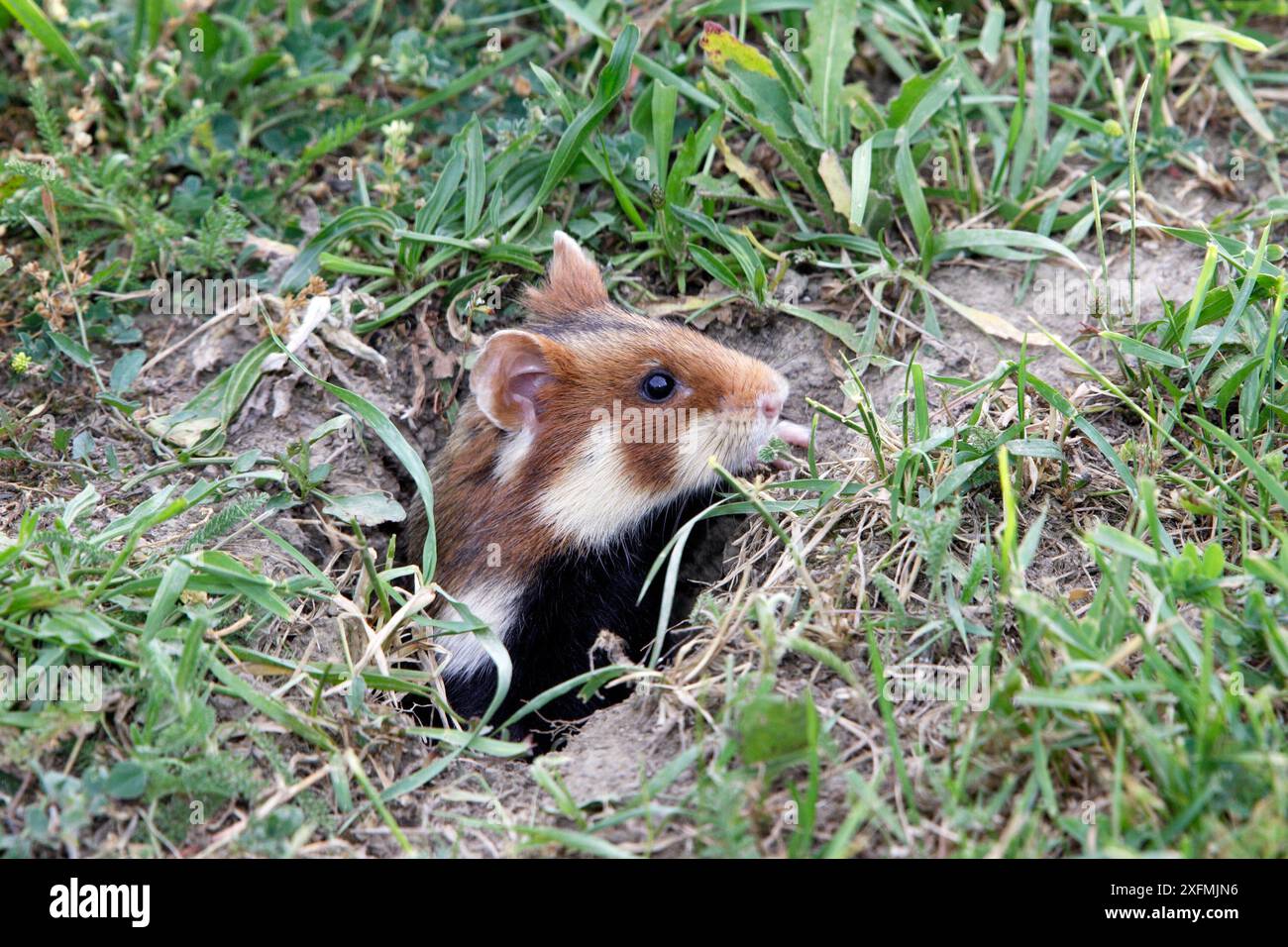 Common hamster (Cricetus cricetus), coming out from the burrow, Alsace ...