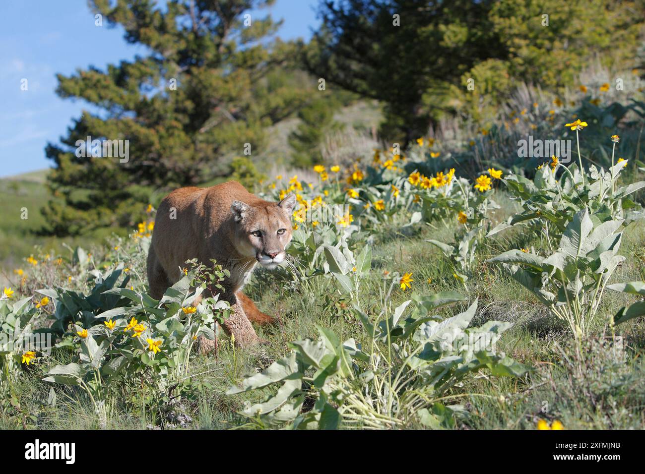 Cougar or Mountain lion (Puma concolor), walking on mountain slope ...