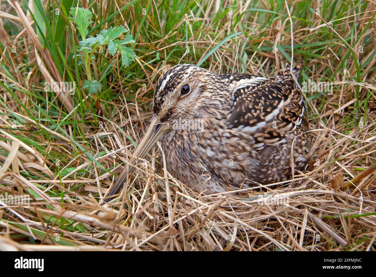 Magellanic snipe (Gallinago paraguaiae magellanica) adult on nest, Sea ...