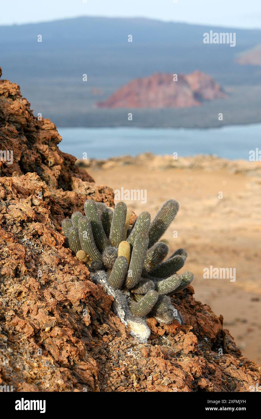 Lava galapagos plant plants hi-res stock photography and images - Alamy