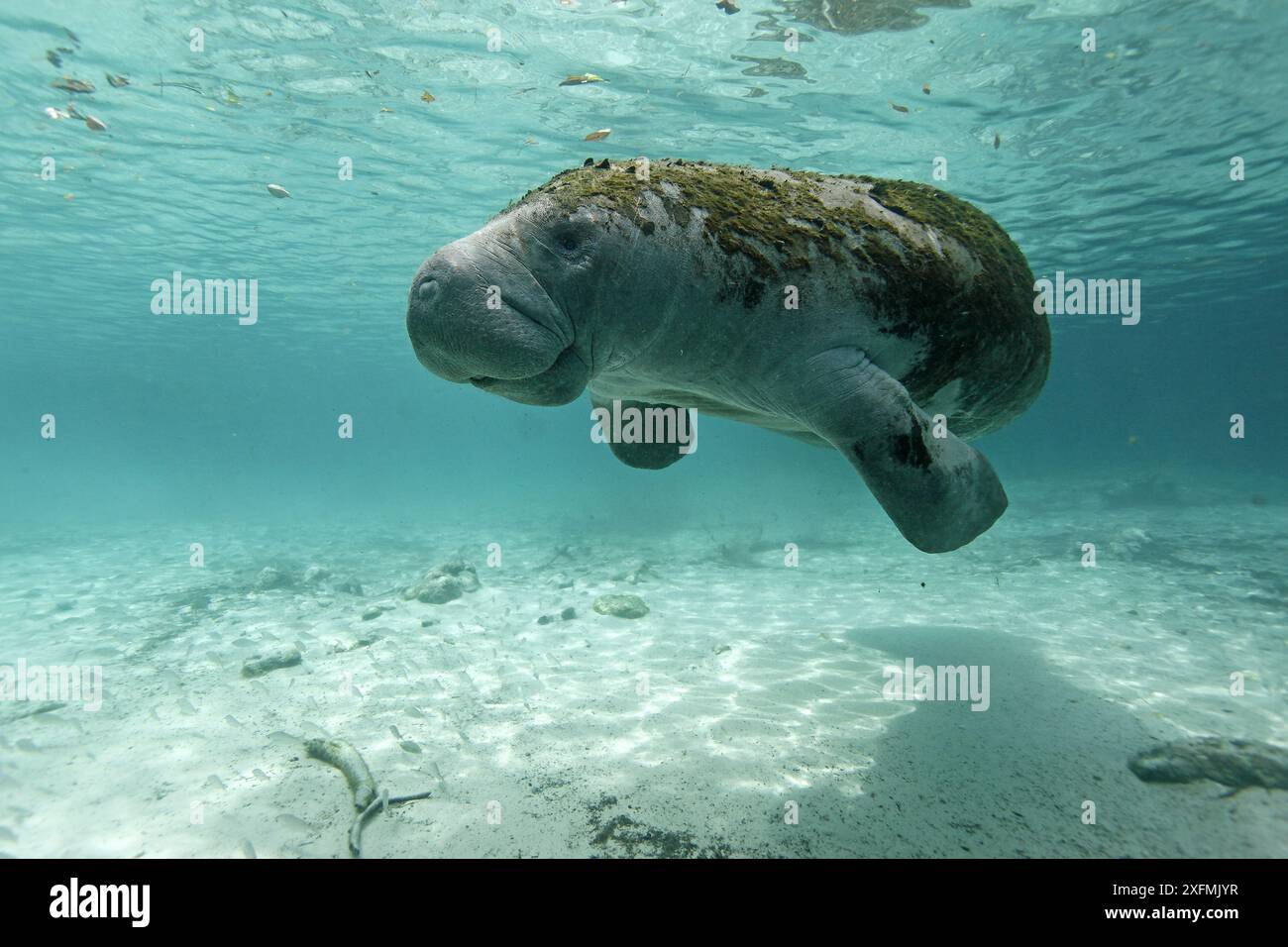 Florida manatee (Trichechus manatus latirostrus), Three Sisters Springs ...